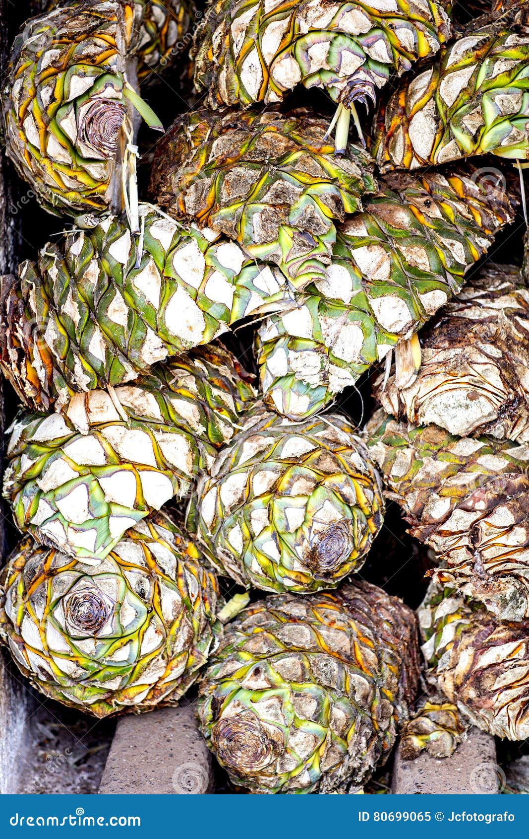 Agave tequila production stock image. Image of garden - 80699065