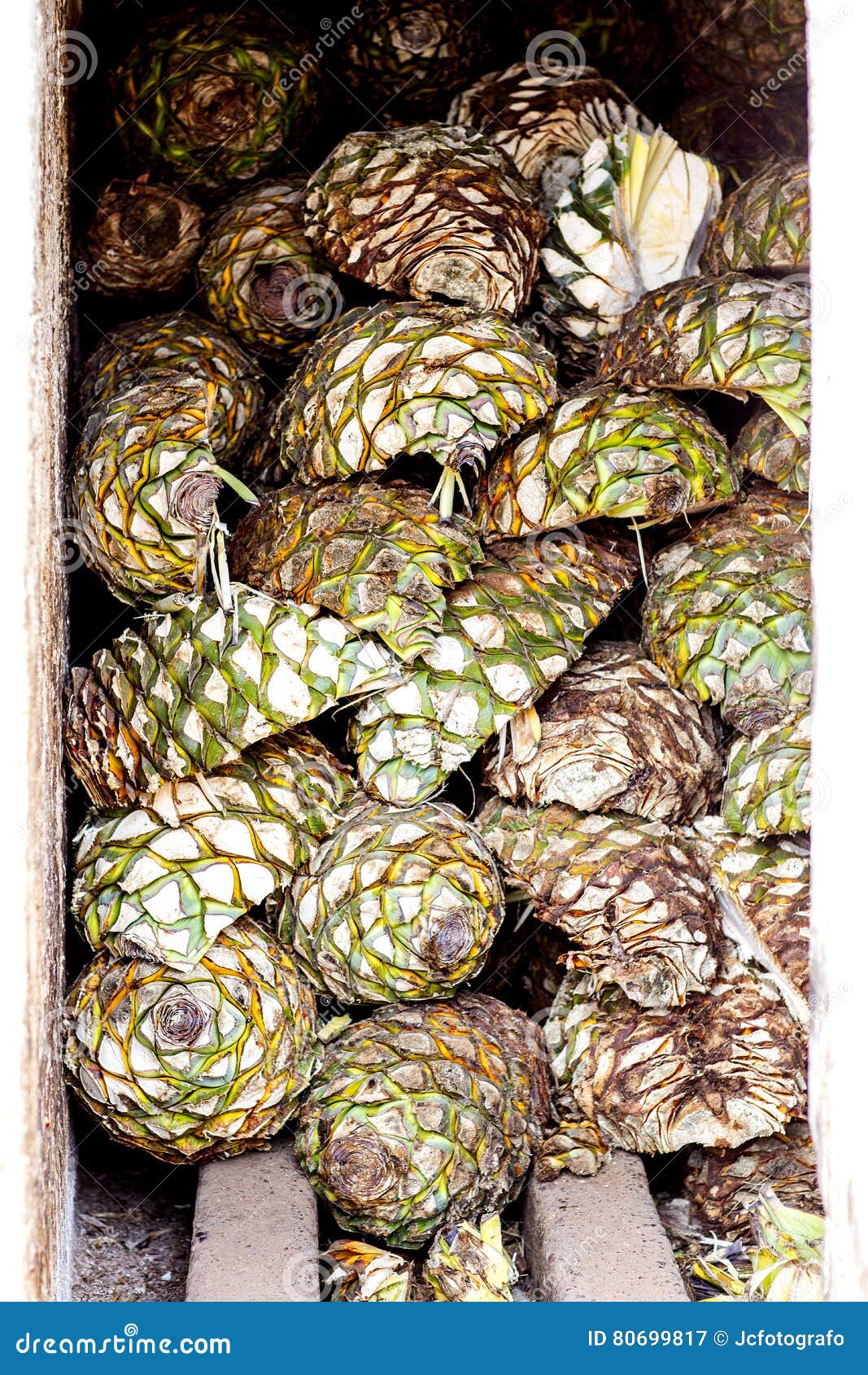 Agave tequila production stock image. Image of cacti - 80699817