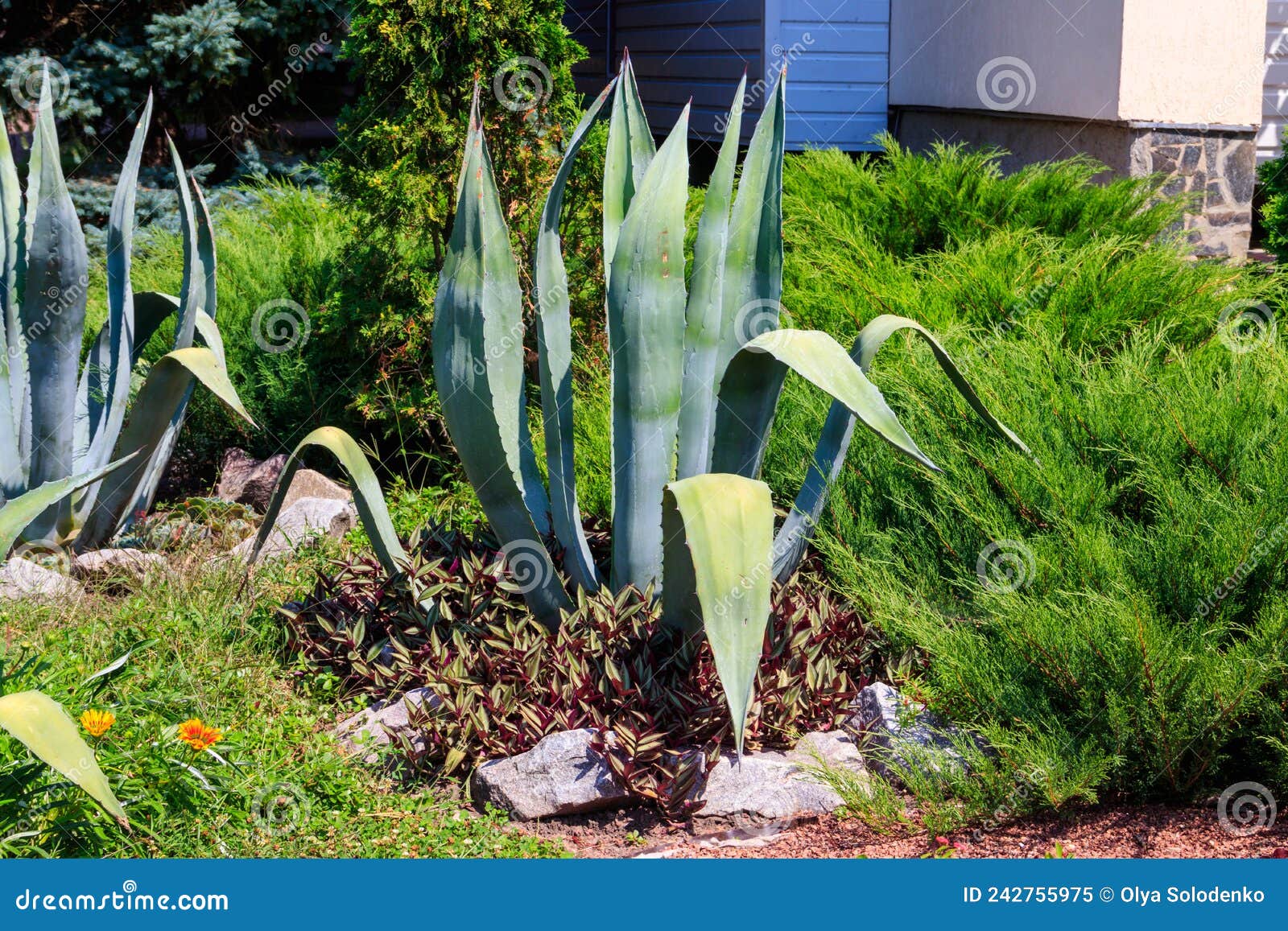 Agave Tequilana Comúnmente Llamado Agave Agave Azul O Tequila Agave ...