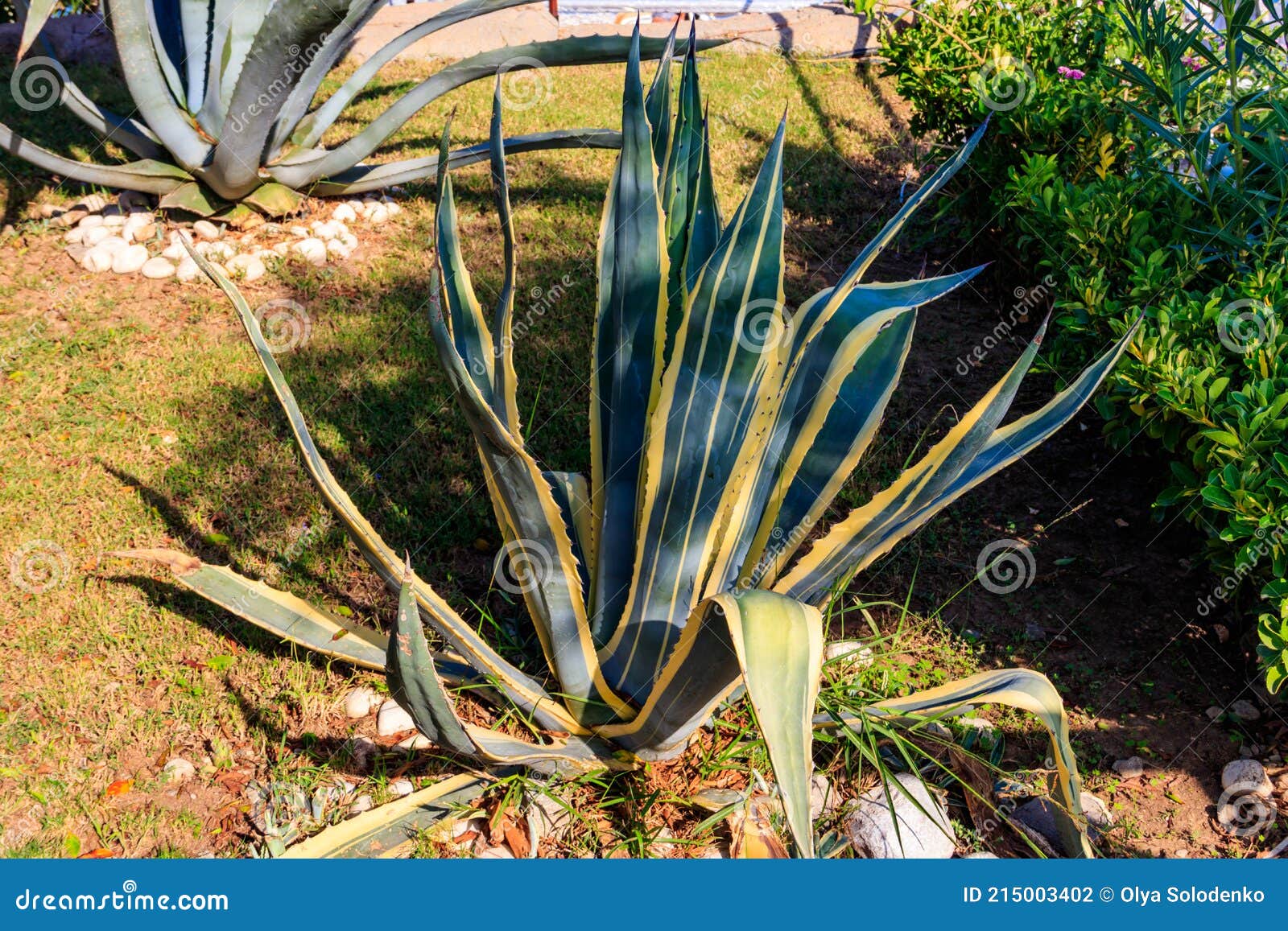 Agave Tequilana, Commonly Called Blue Agav or Tequila Agave Stock Photo ...