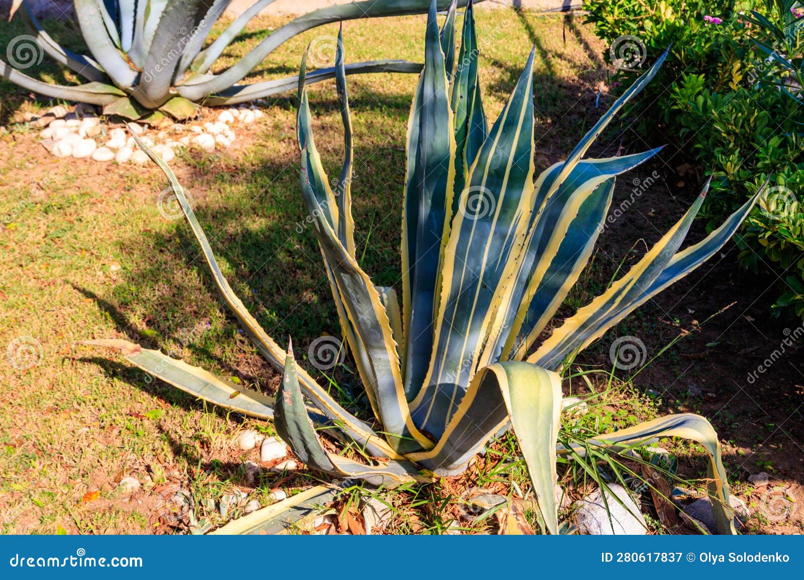 Agave Tequilana, Commonly Called Blue Agave (agave Azul) Royalty-Free ...