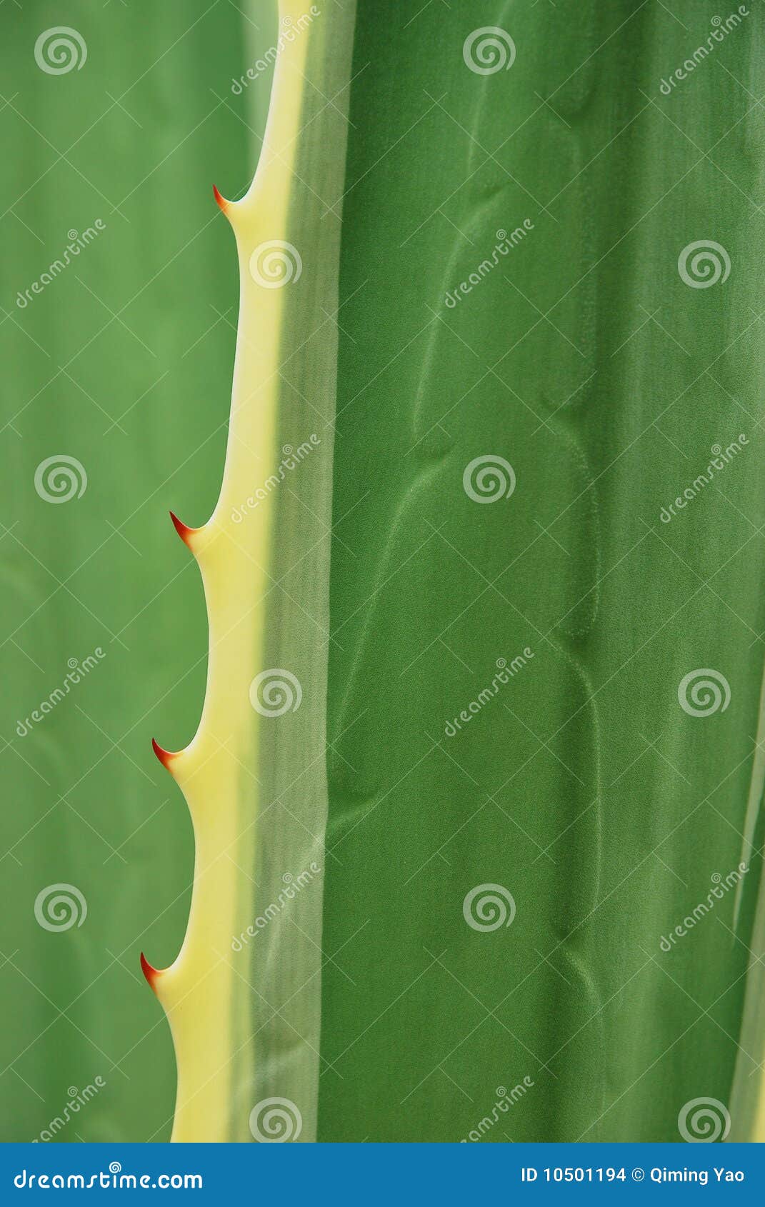 Agave Texture stock photo. Image of green, line, cactus - 10501194