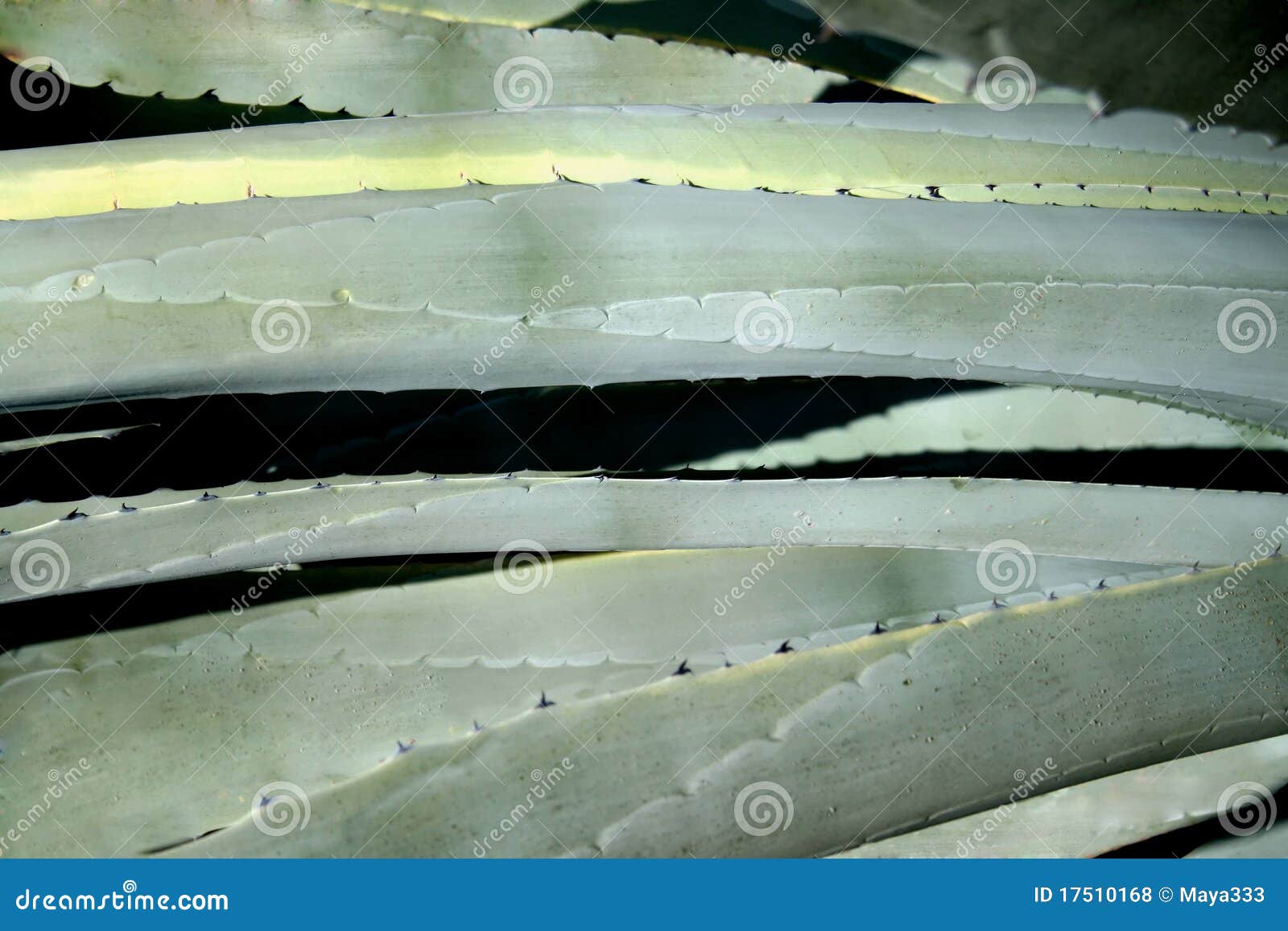 Agave texture stock photo. Image of agave, close, texture - 17510168