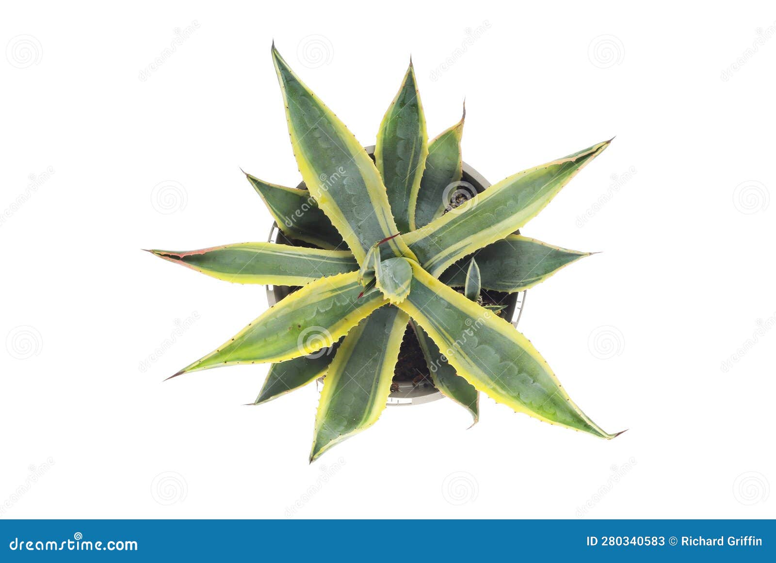 Agave top view stock image. Image of foliage, century - 280340583