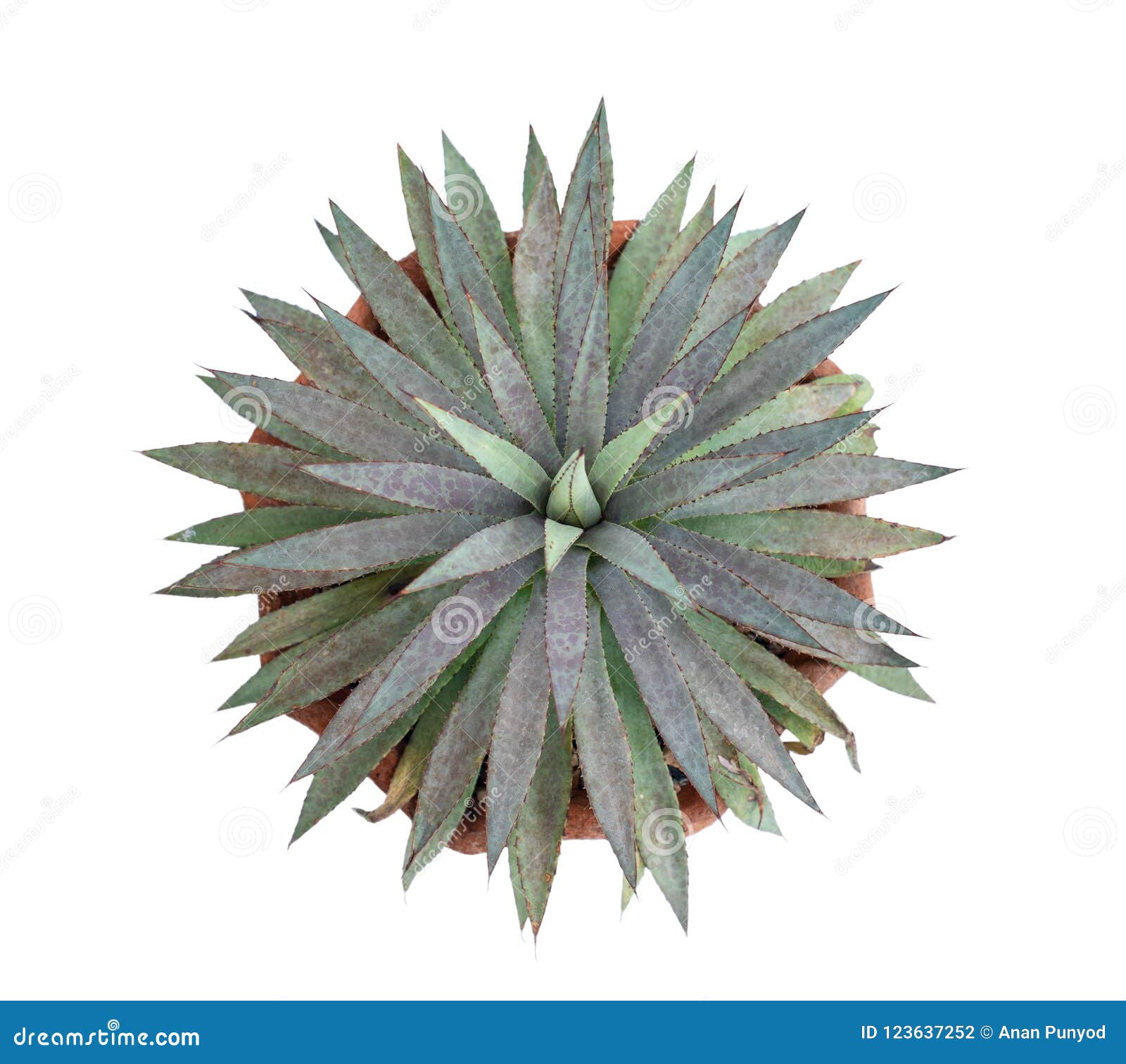 Agave - Top View Isolate on White Background Stock Illustration ...