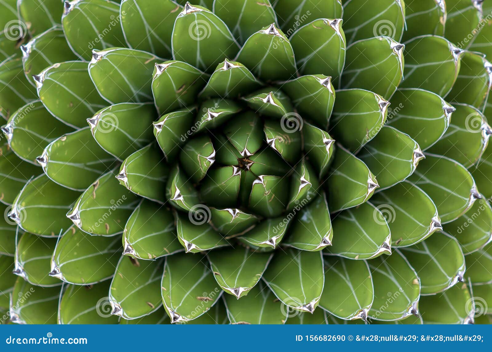 Agave Top View with Patterns and Texture with Green Color and Eye ...