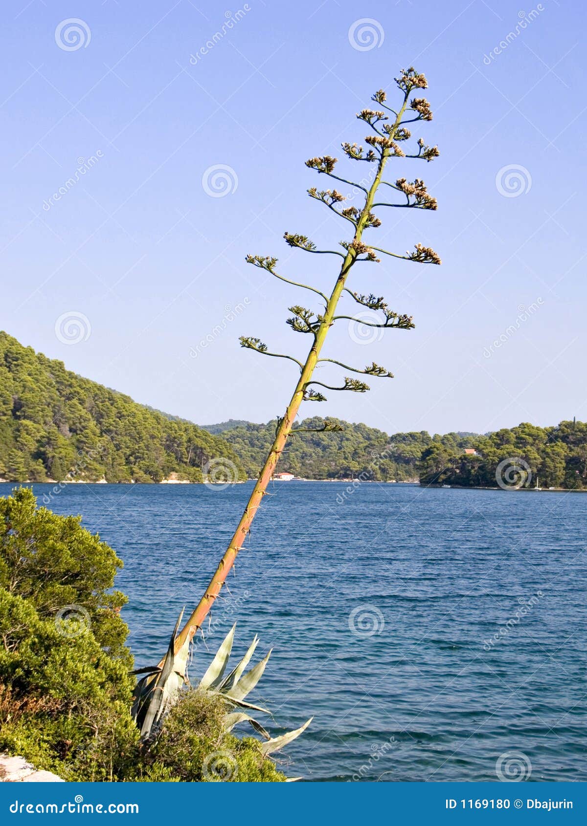 Agave - tree stock photo. Image of plants, flowering, forest - 1169180