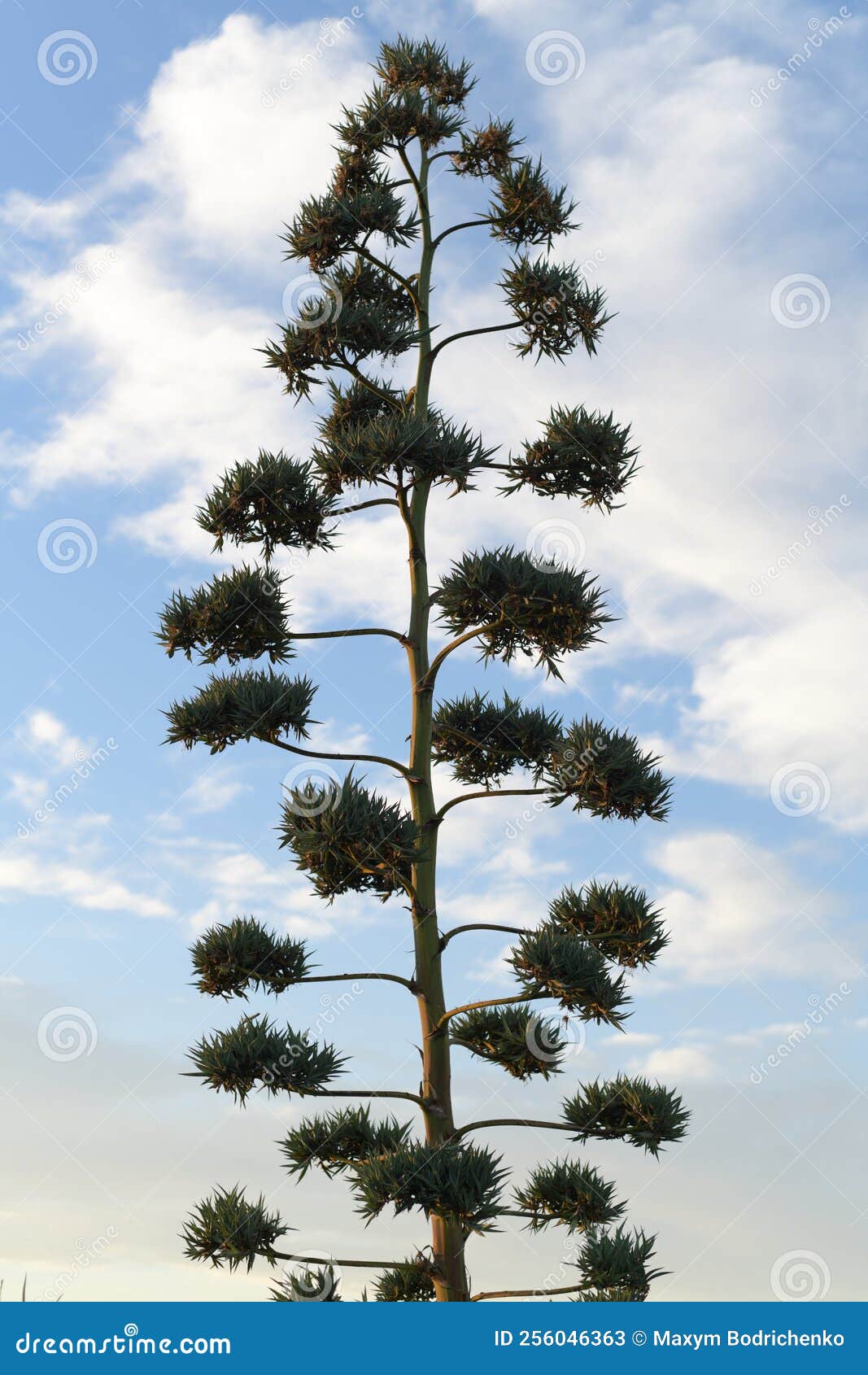 Agave Tree Grows On The Lawn Next To The Stone Textured Wall. Copy ...