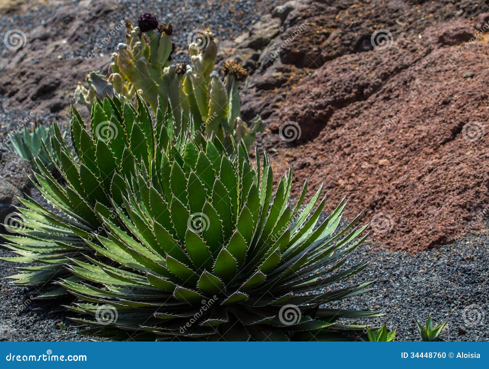 Agave stock photo. Image of garden, rosette, toothed - 34448760