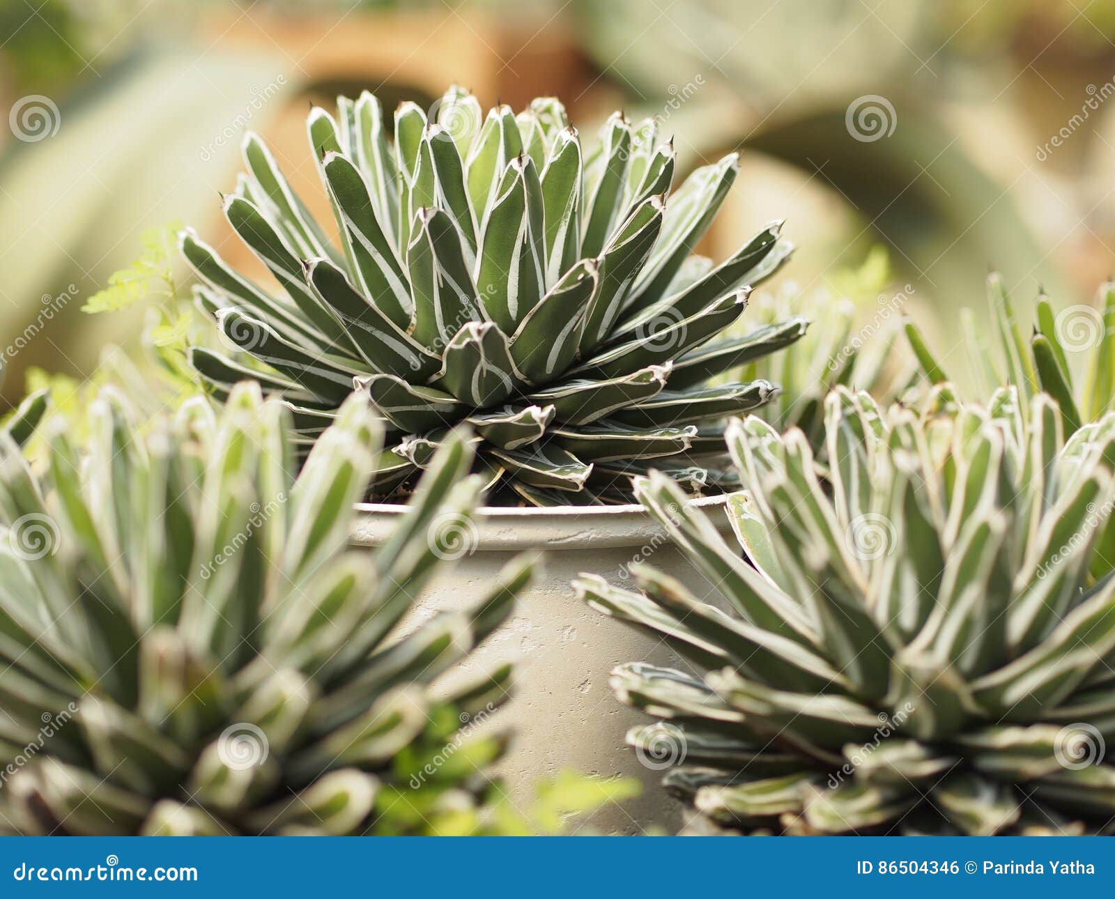 Agave Victoria Reginae Cactus Stock Photo - Image of plants, fresh ...