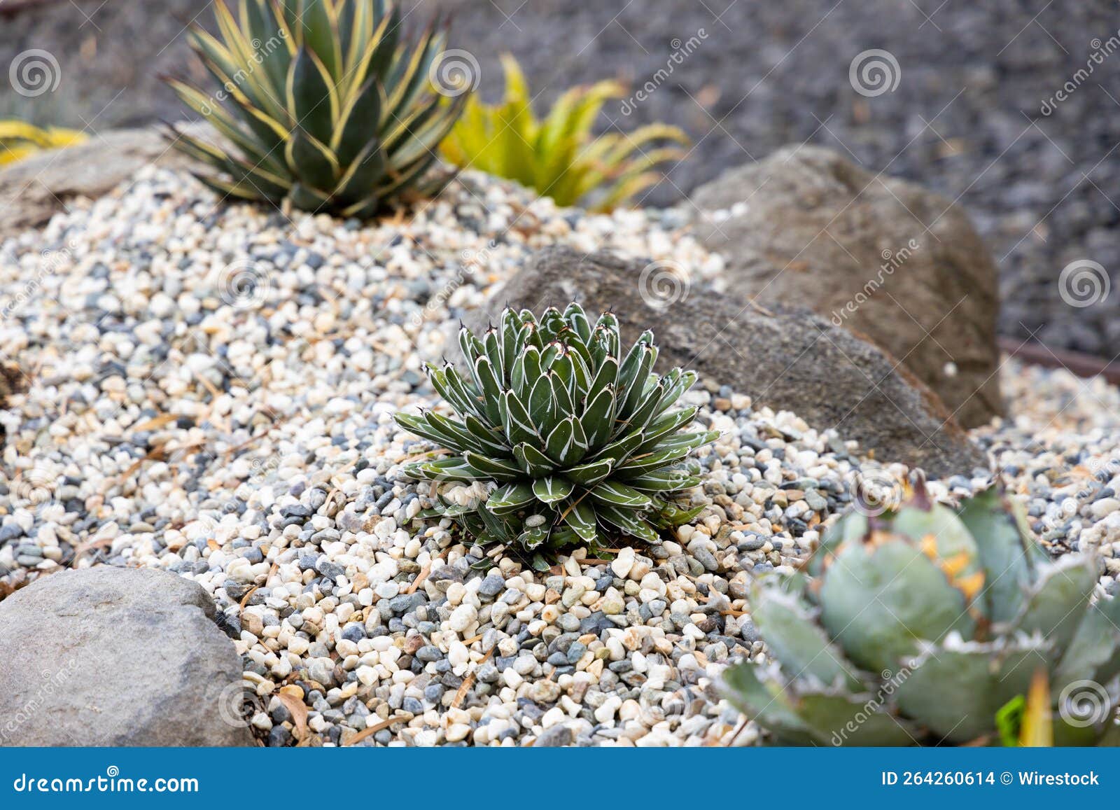 Agave Victoriae-Reginae Compacta in the Succulent Garden Stock Photo ...
