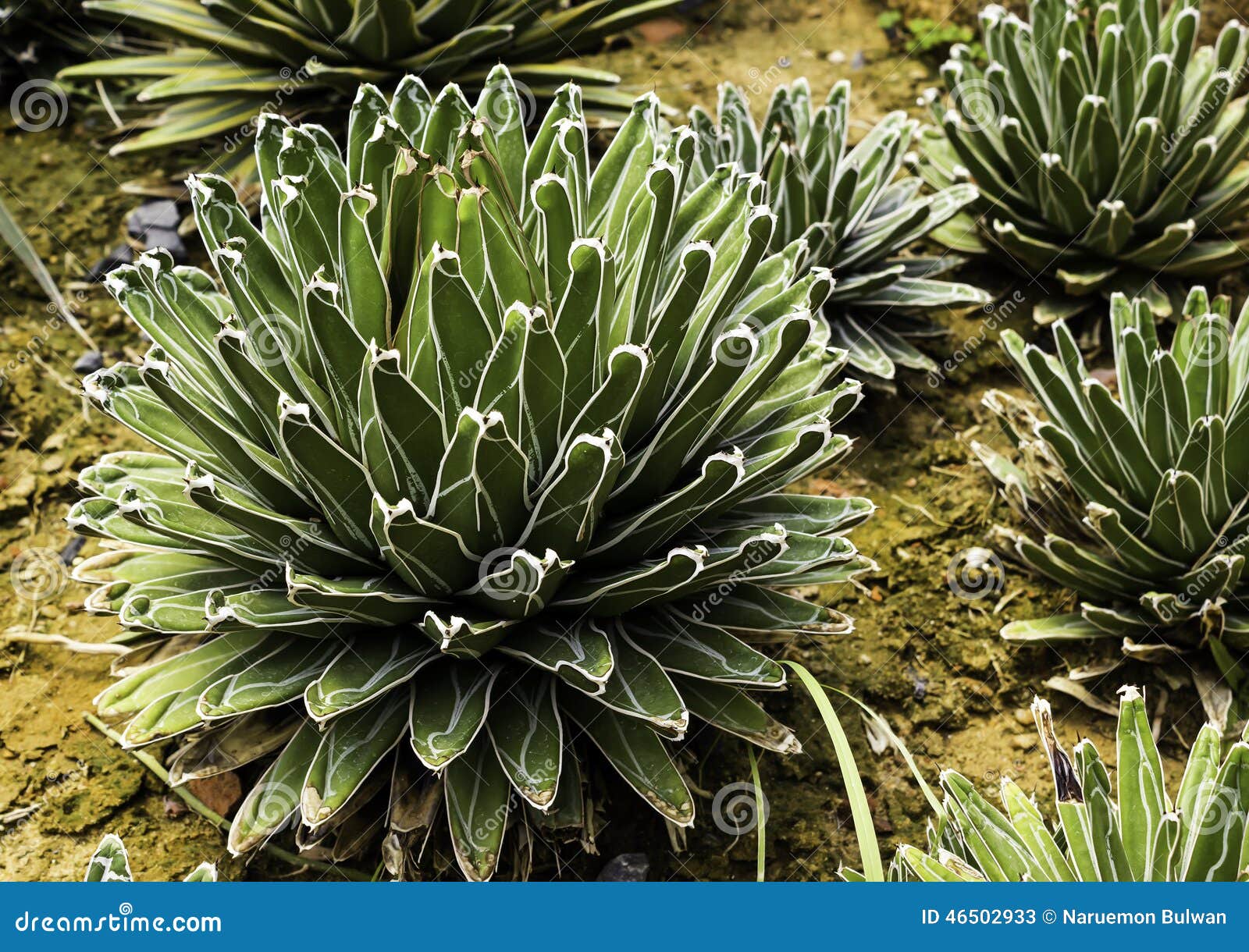 Agave Victoriae-reginae Queen Victoria Agave, Royal Agave Is A Small ...