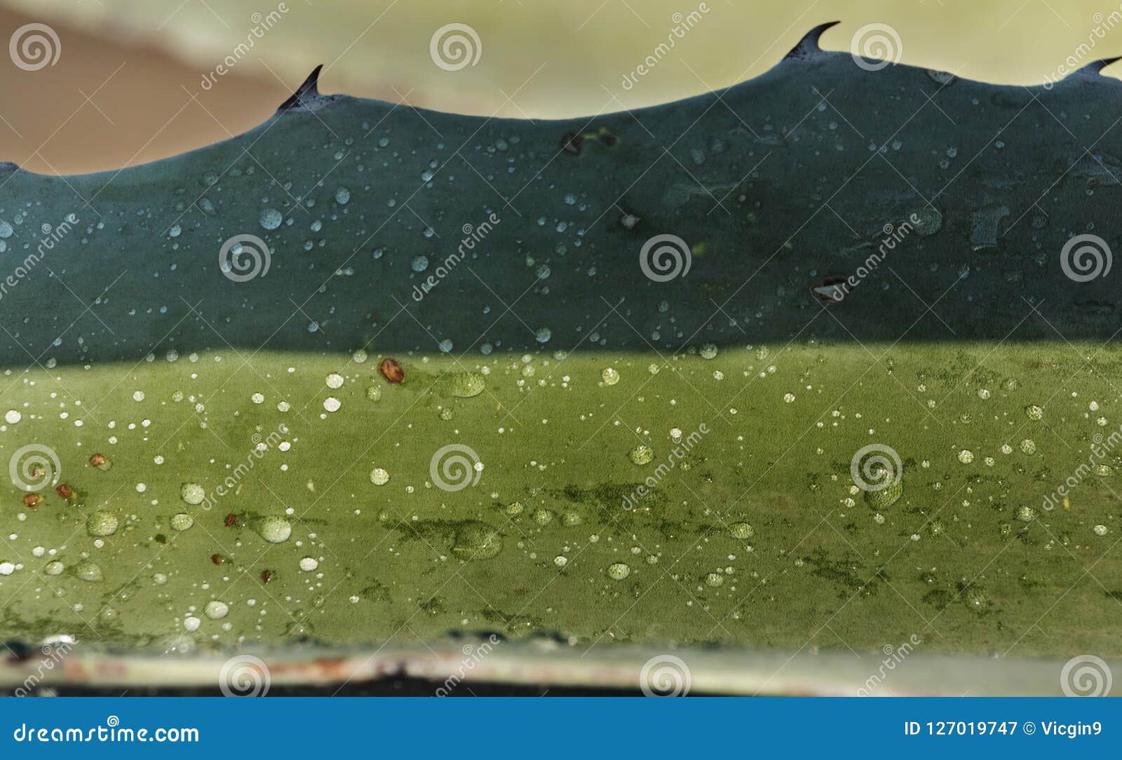 Agave with water drops stock image. Image of margin - 127019747