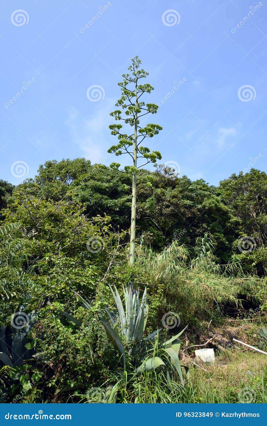 Agave wood in Japan stock image. Image of agave, plant - 96323849