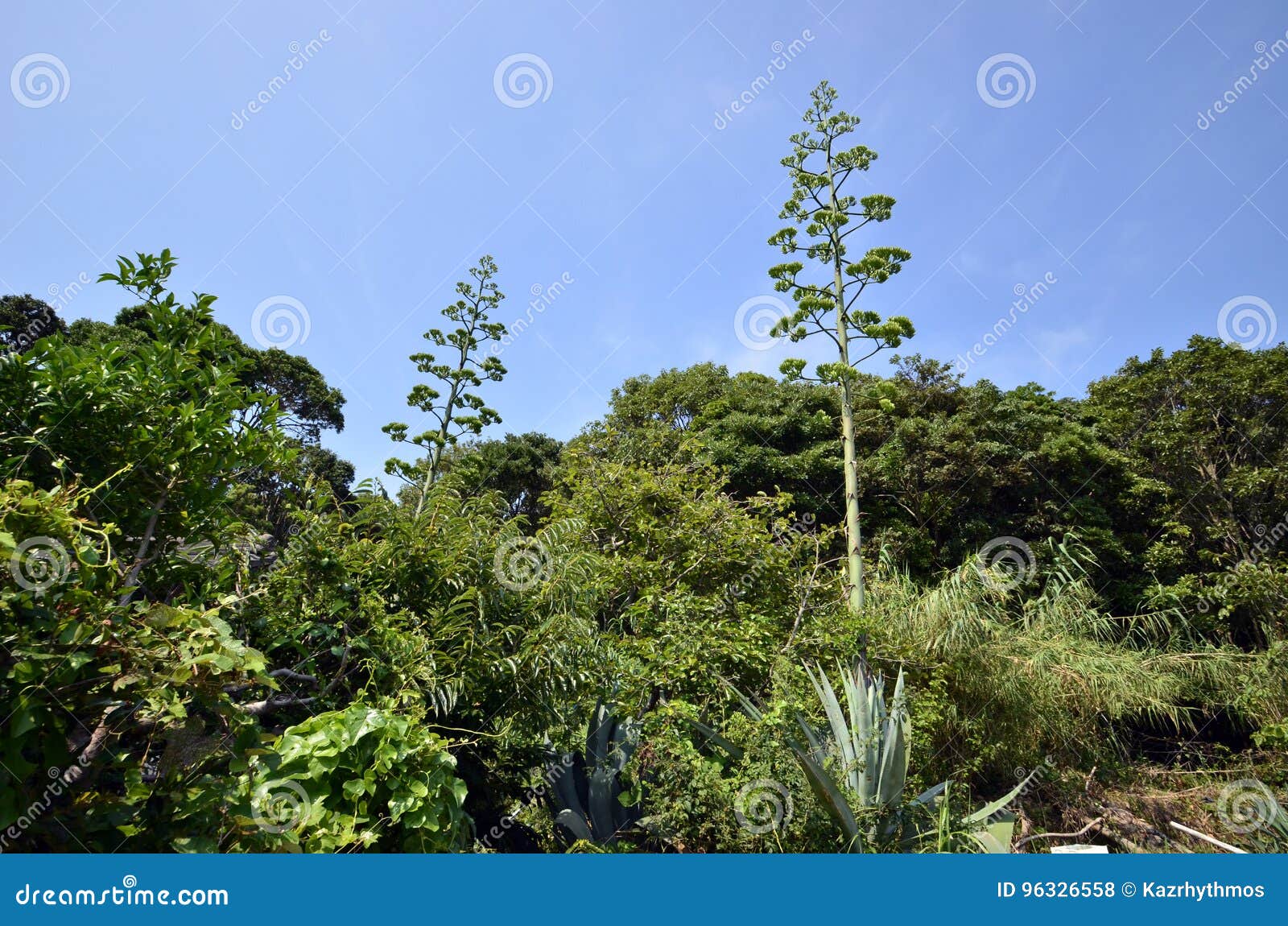 Agave wood in Japan stock photo. Image of plant, japan - 96326558