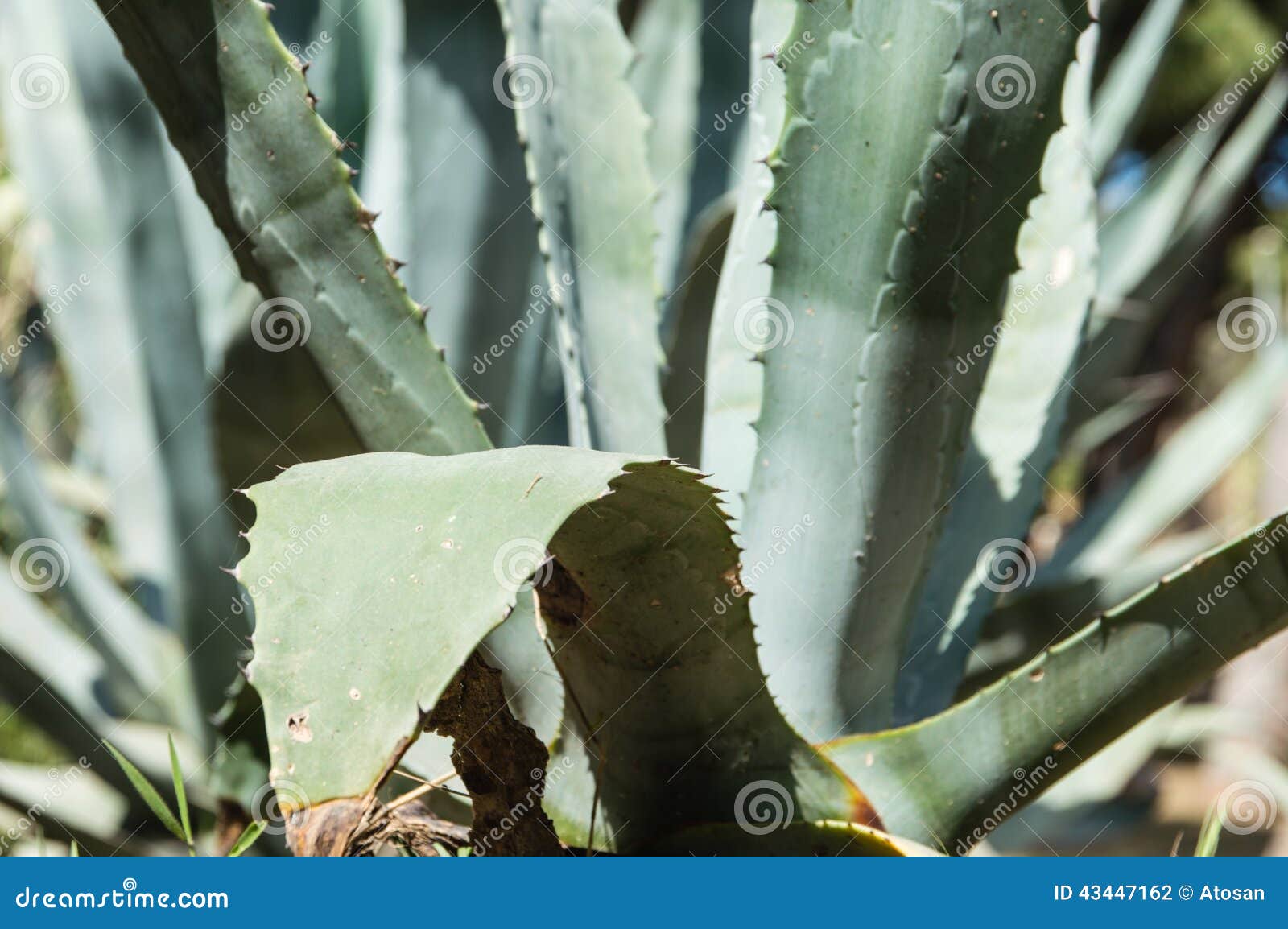 Agaves stock photo. Image of foliagacopy, coastline, cloudscape - 43447162