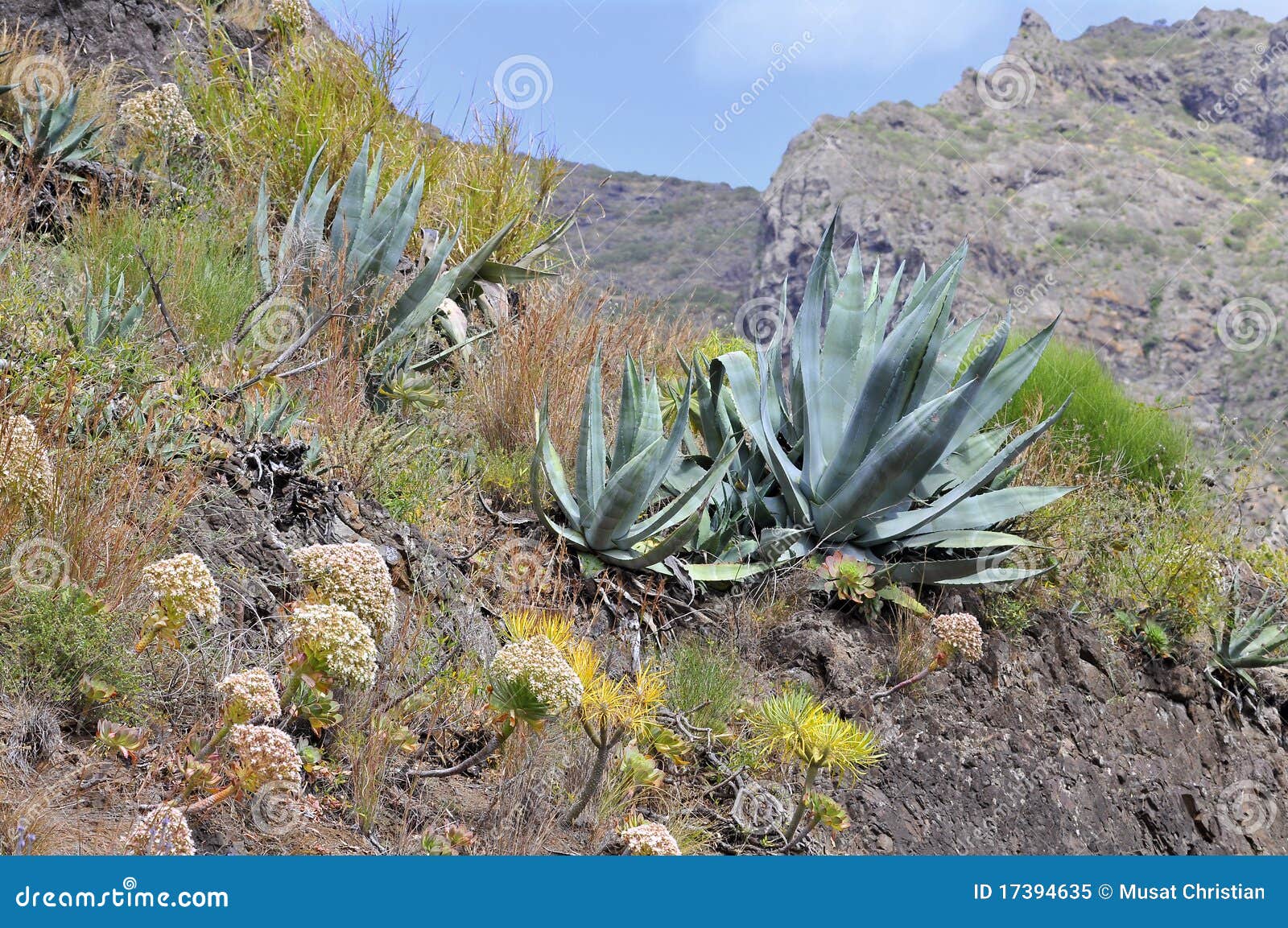 Agaves on the Island of Tenerife Stock Image - Image of tenerife, rock ...