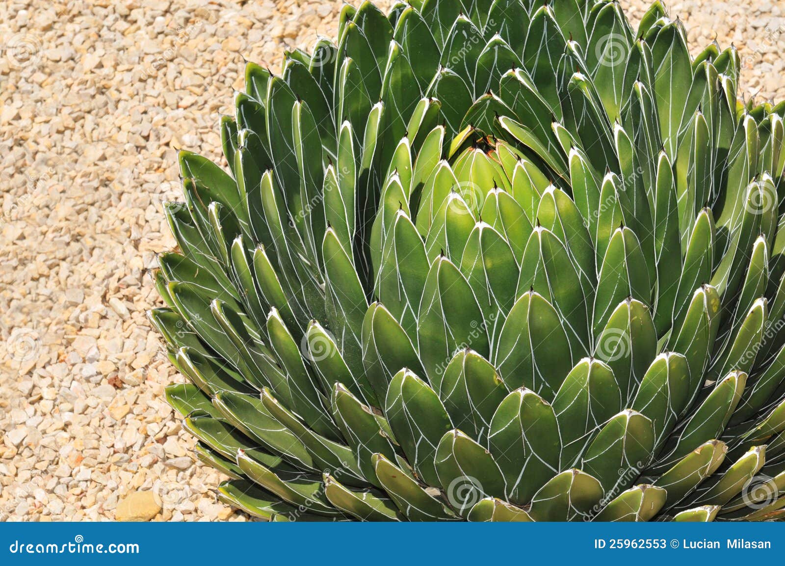 Agavo imagen de archivo. Imagen de hojea, verde, cierre - 25962553