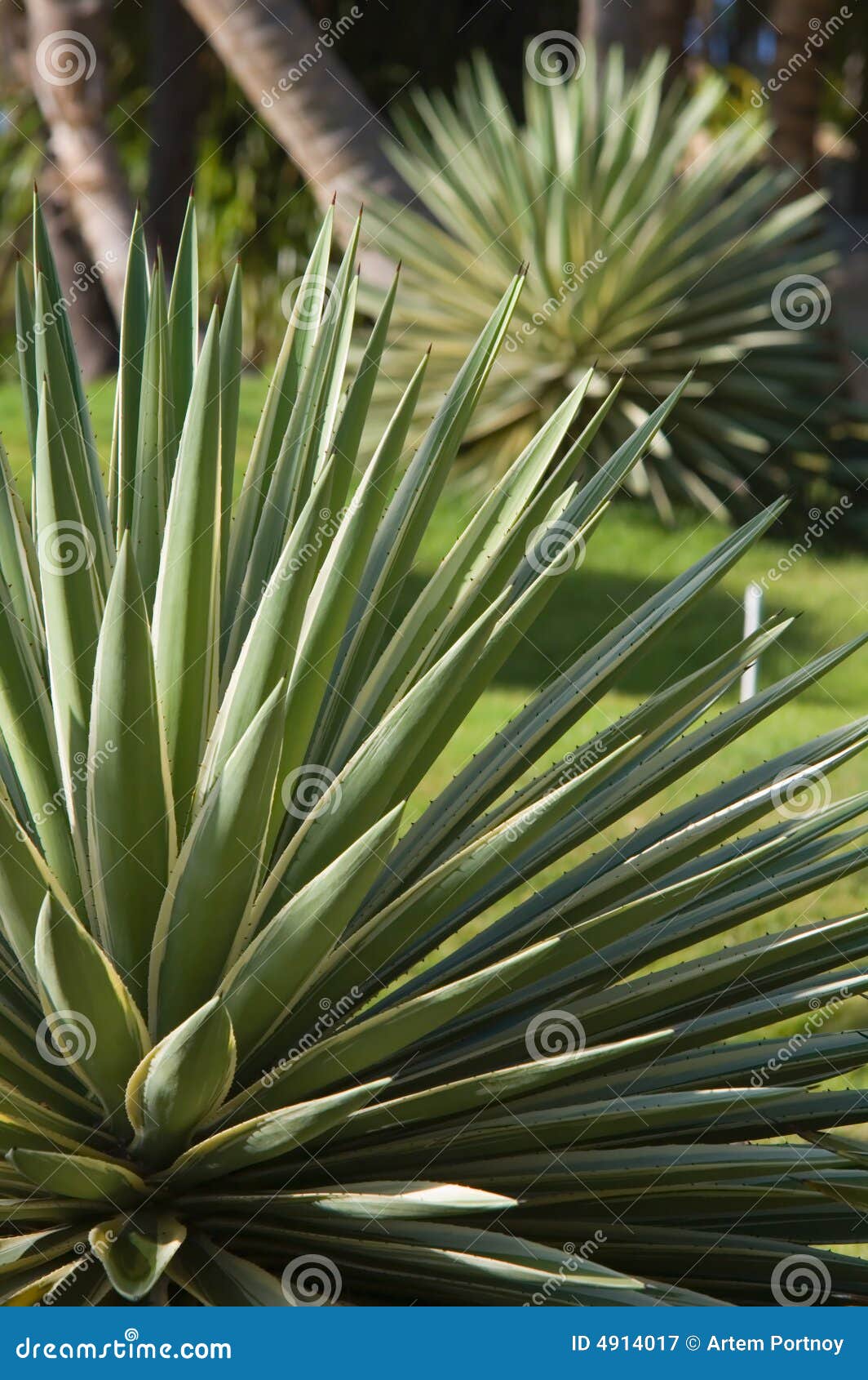 Agavo Del Caribe Abigarrado Imagen de archivo - Imagen de turismo ...