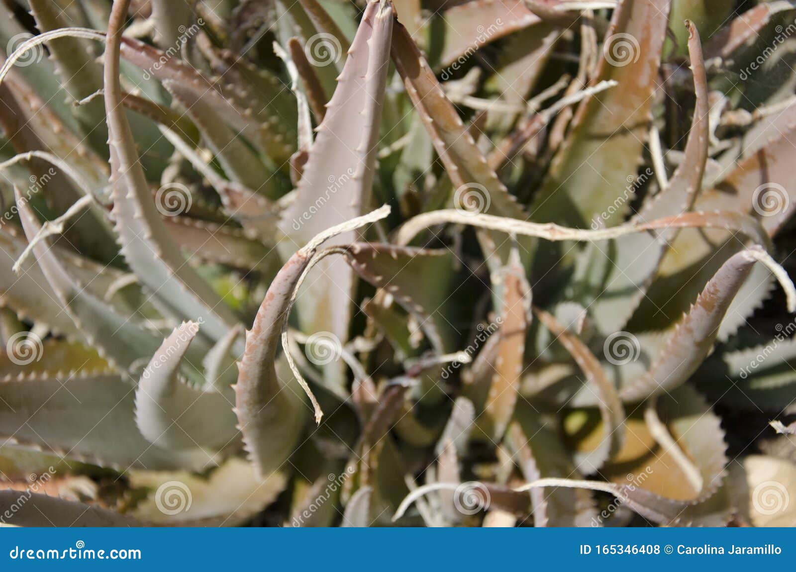 Agavoideae Plant Branches Filling the Frame Stock Photo - Image of ...