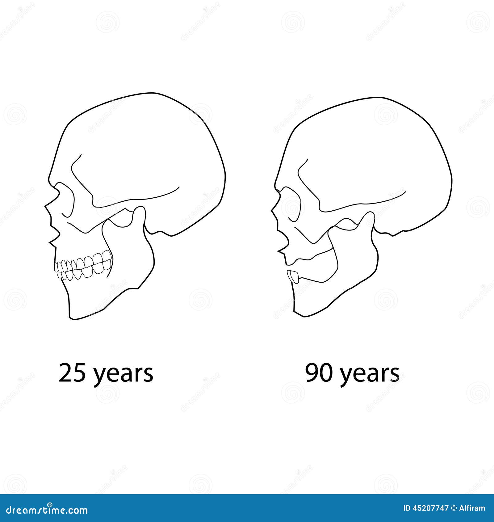 Age changes of the skull. stock vector. Illustration of system - 45207747