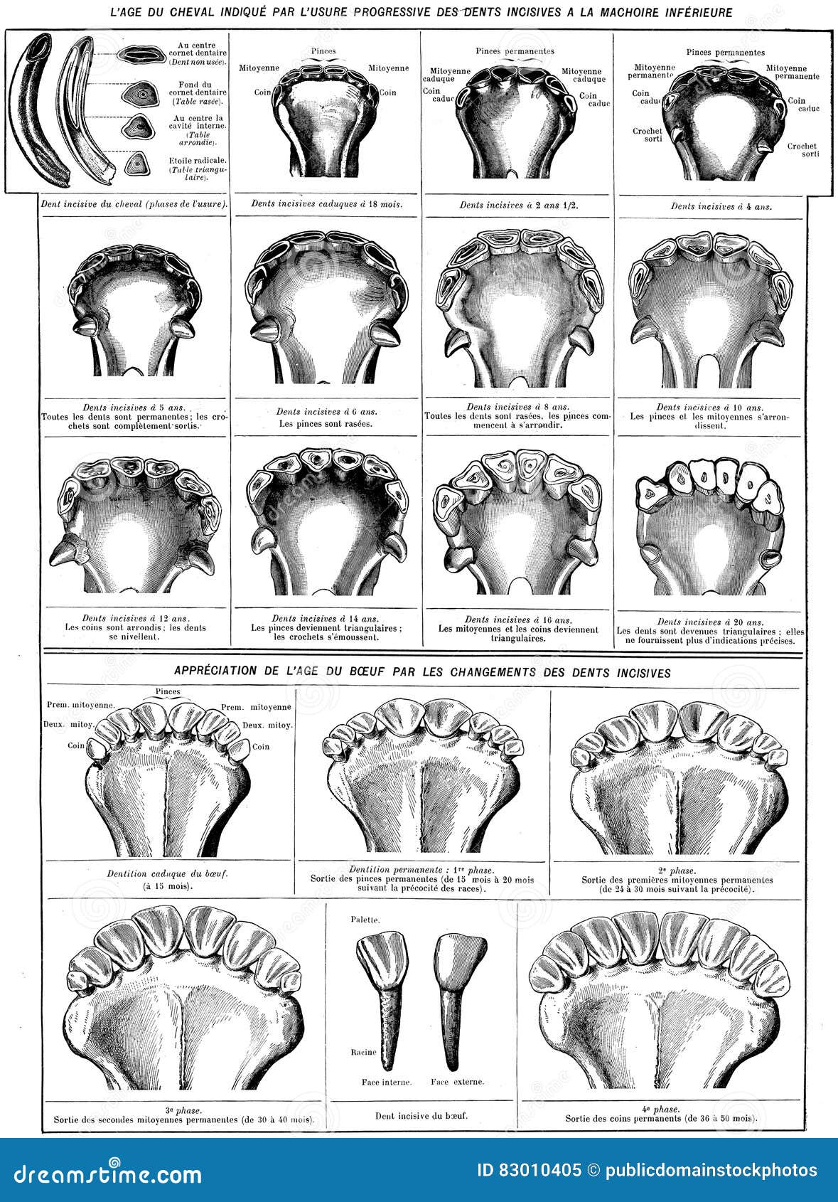 Age-cheval-OA Picture. Image: 83010405