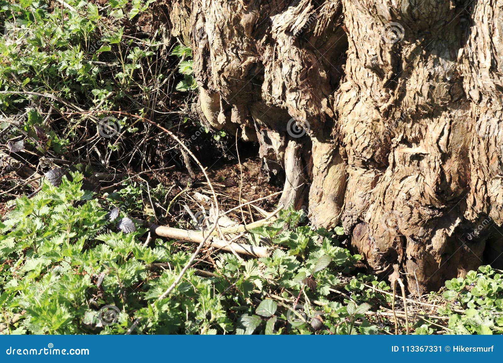 Age Gnarled Tree by a Small Brook Way Has Cleared Stock Image - Image ...
