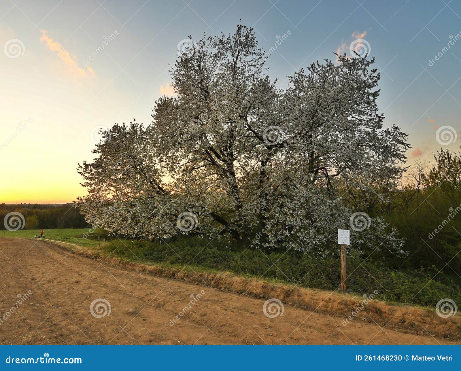 Age-old Peach Tree at Sunset Stock Photo - Image of flower, grass ...