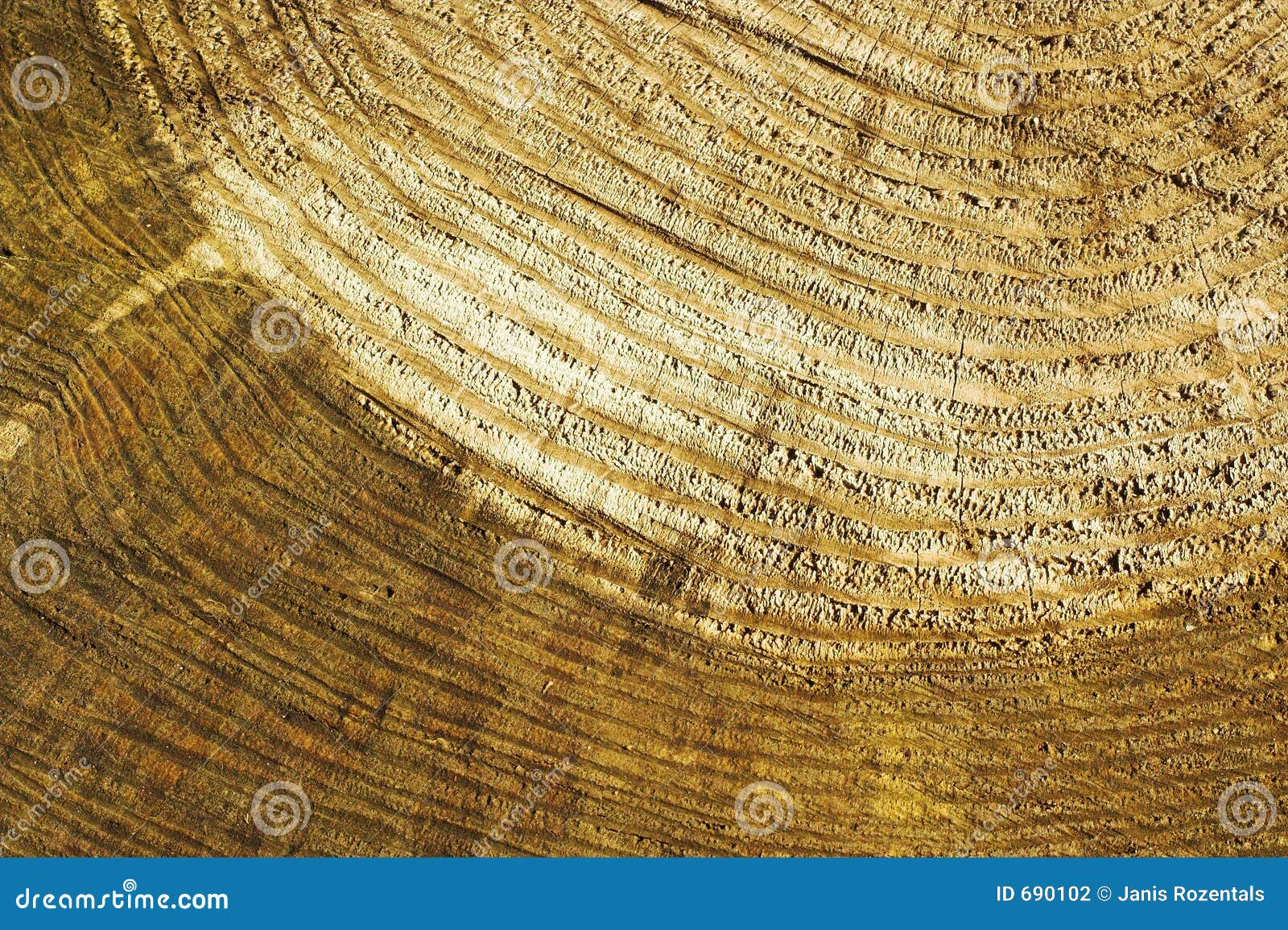 Age rings stock photo. Image of knot, circle, farmer, brown - 690102