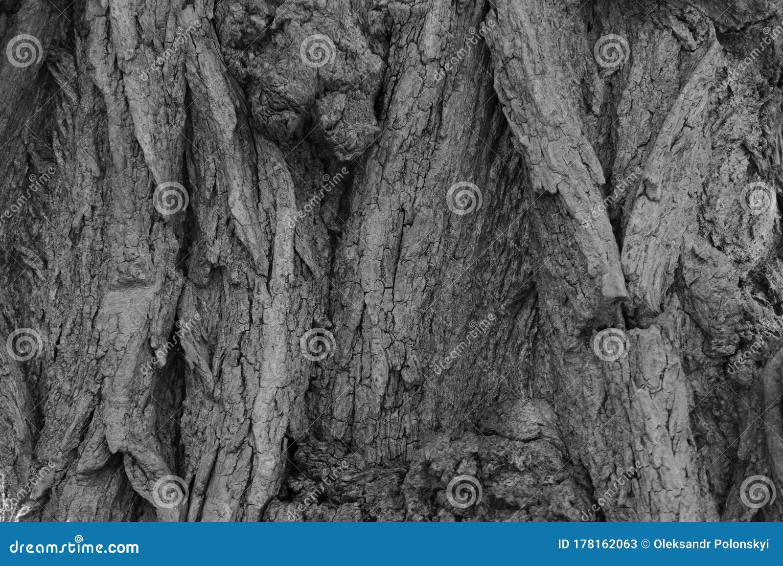 Panorama of Porous, Thick and Very Hard Bark of a Tree. Stock Image ...