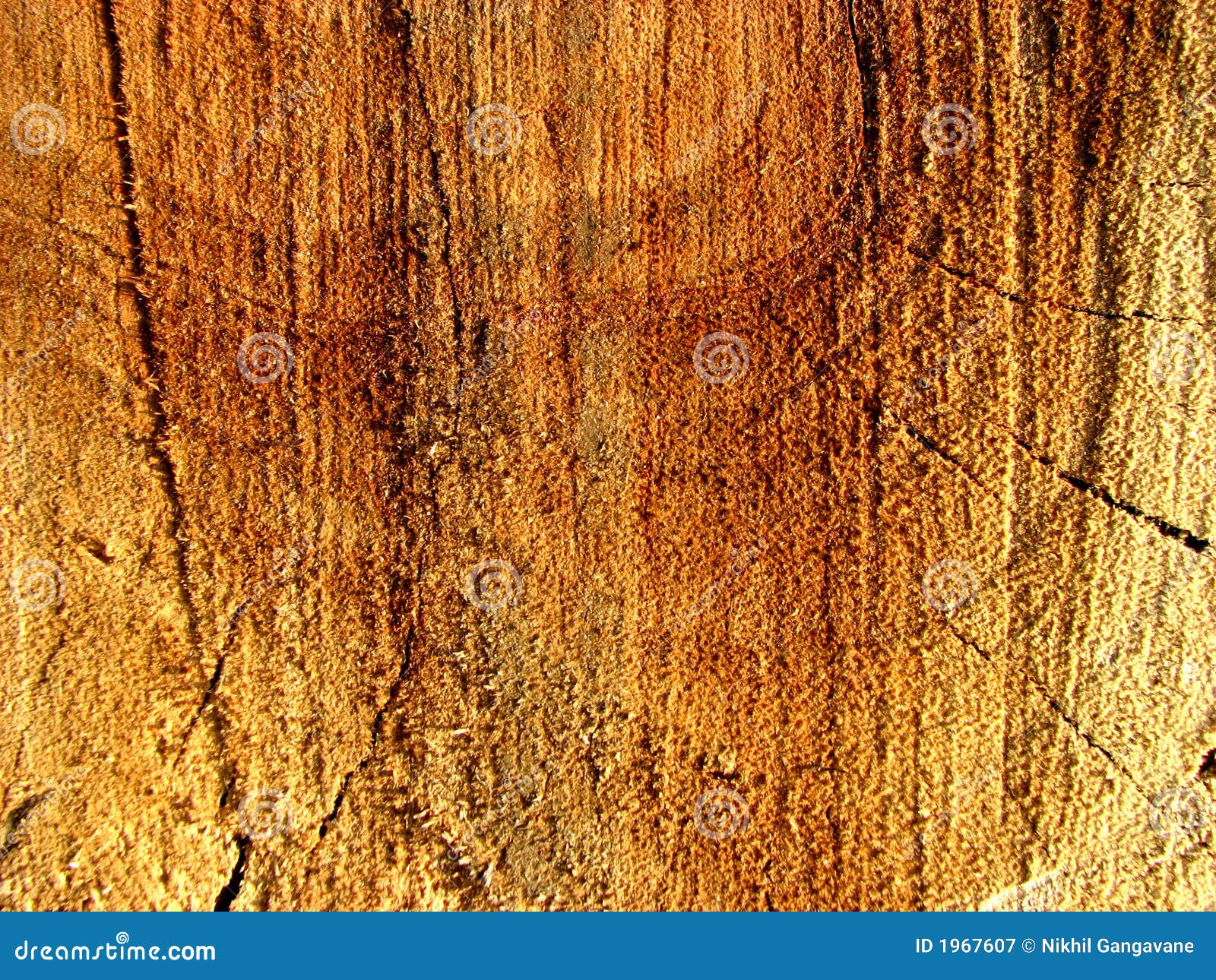Age of a Tree stock image. Image of mark, barks, backgrounds - 1967607