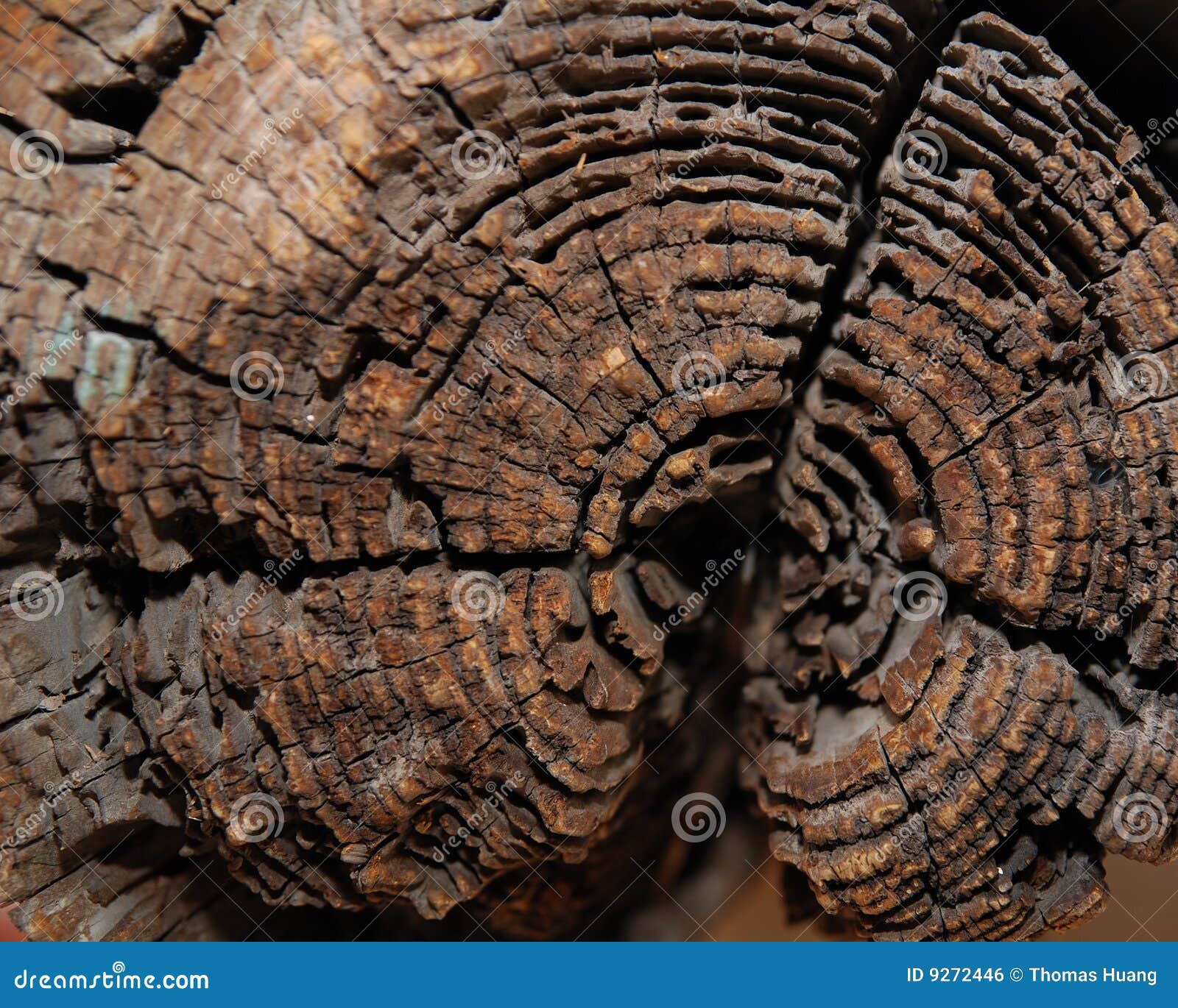 The age of the tree stock photo. Image of lumber, center - 9272446