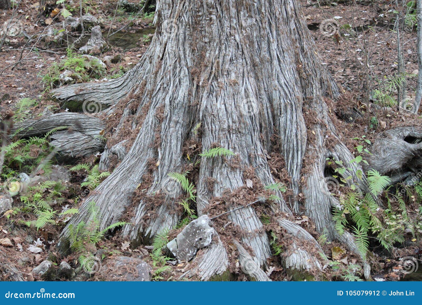 Age of tree life time stock photo. Image of beautiful - 105079912