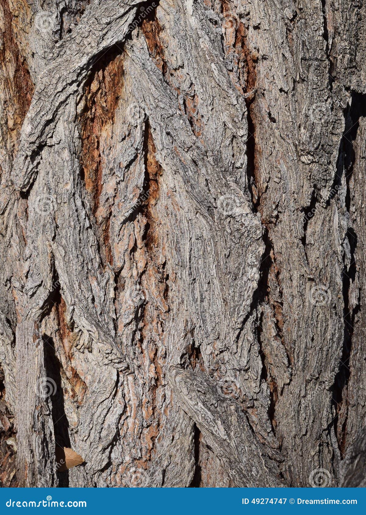 Aged bark 2 stock image. Image of tree, aged, weathered - 49274747