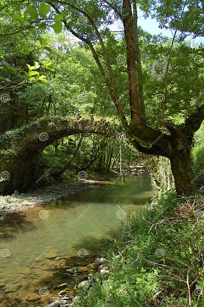 Aged Bridge and Tree with Vega Stock Photo - Image of climber ...