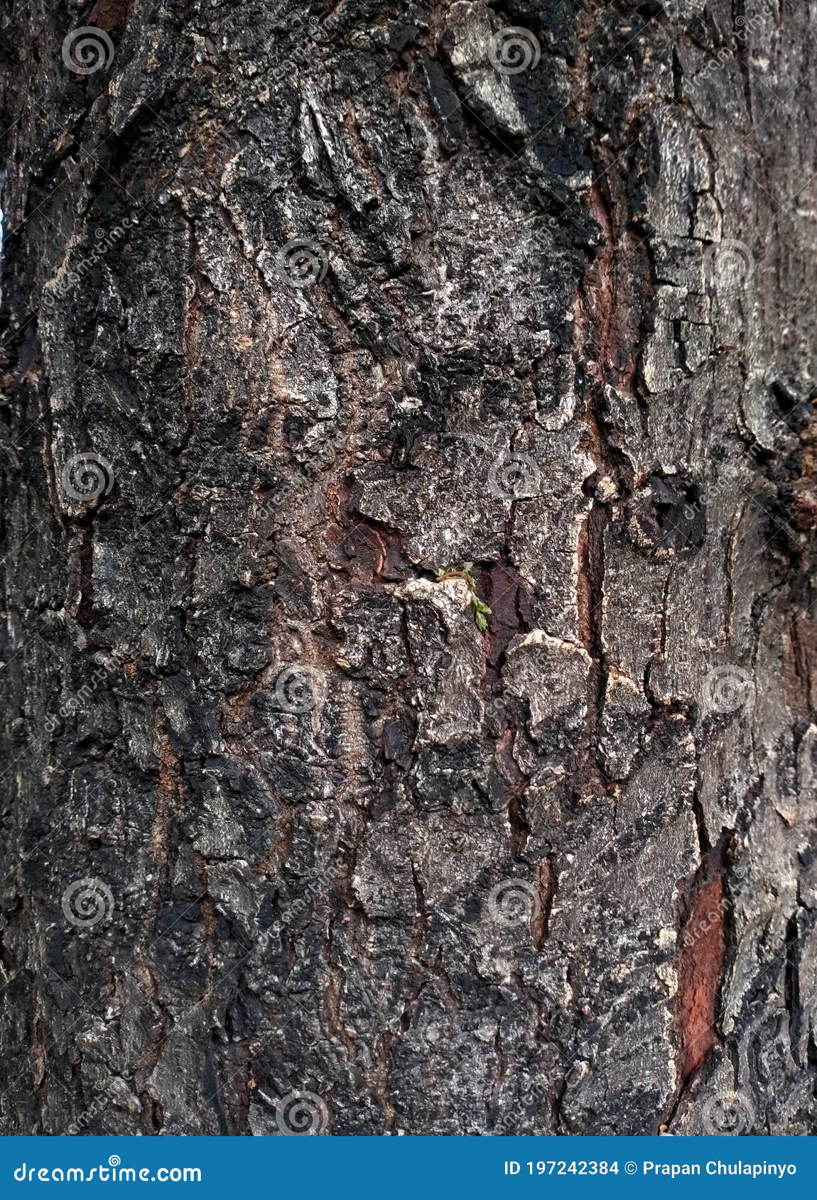 Aged Tree Texture Background Stock Photo - Image of cracked, material ...