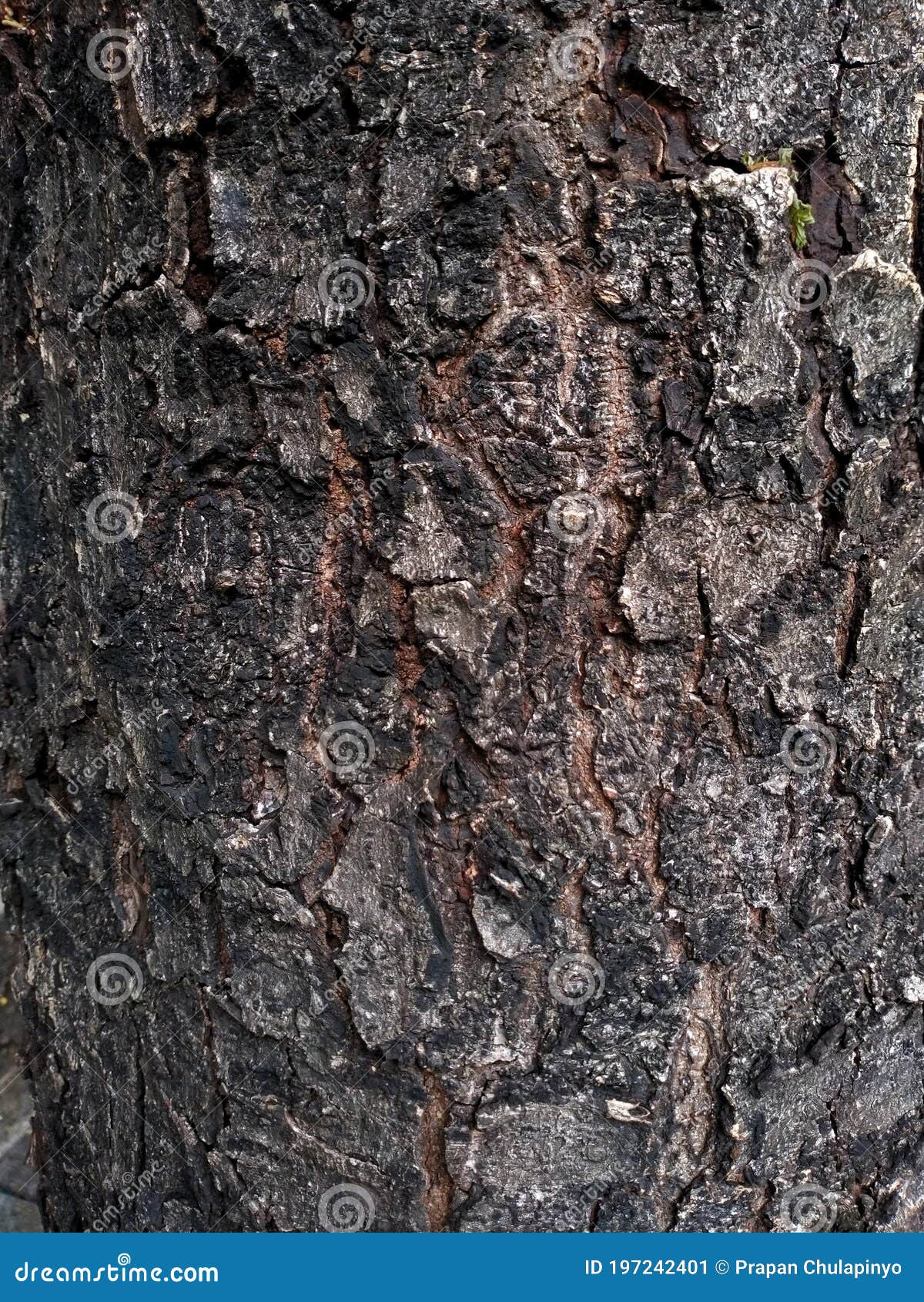 Aged Tree Texture Background Stock Image - Image of retro, rough: 197242401