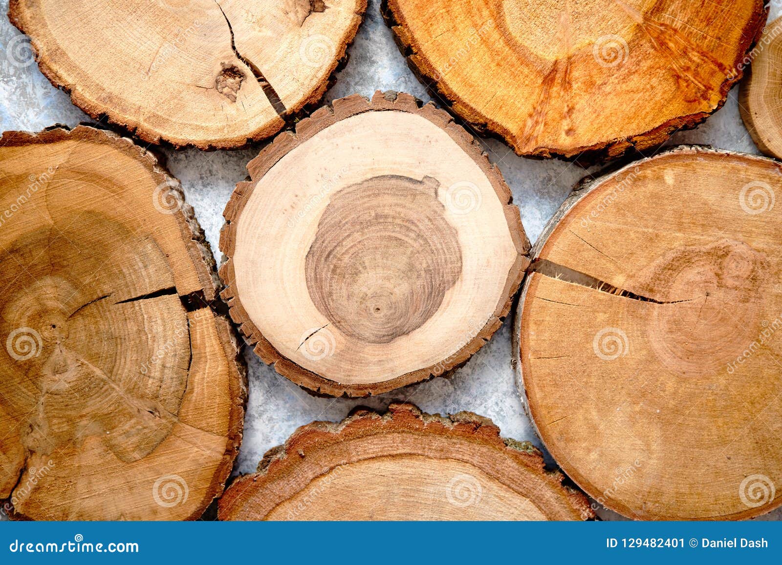 Circular Tree Trunk Texture Royalty-Free Stock Photography ...