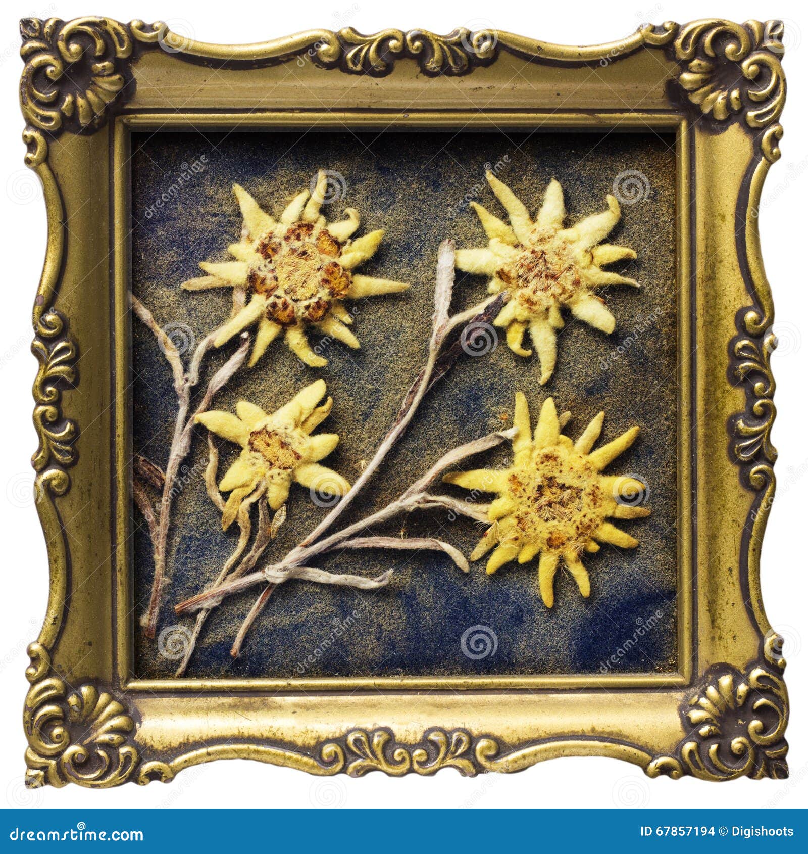 Edelweiss Frame Vintage Stock Photos - Free & Royalty-Free Stock Photos ...