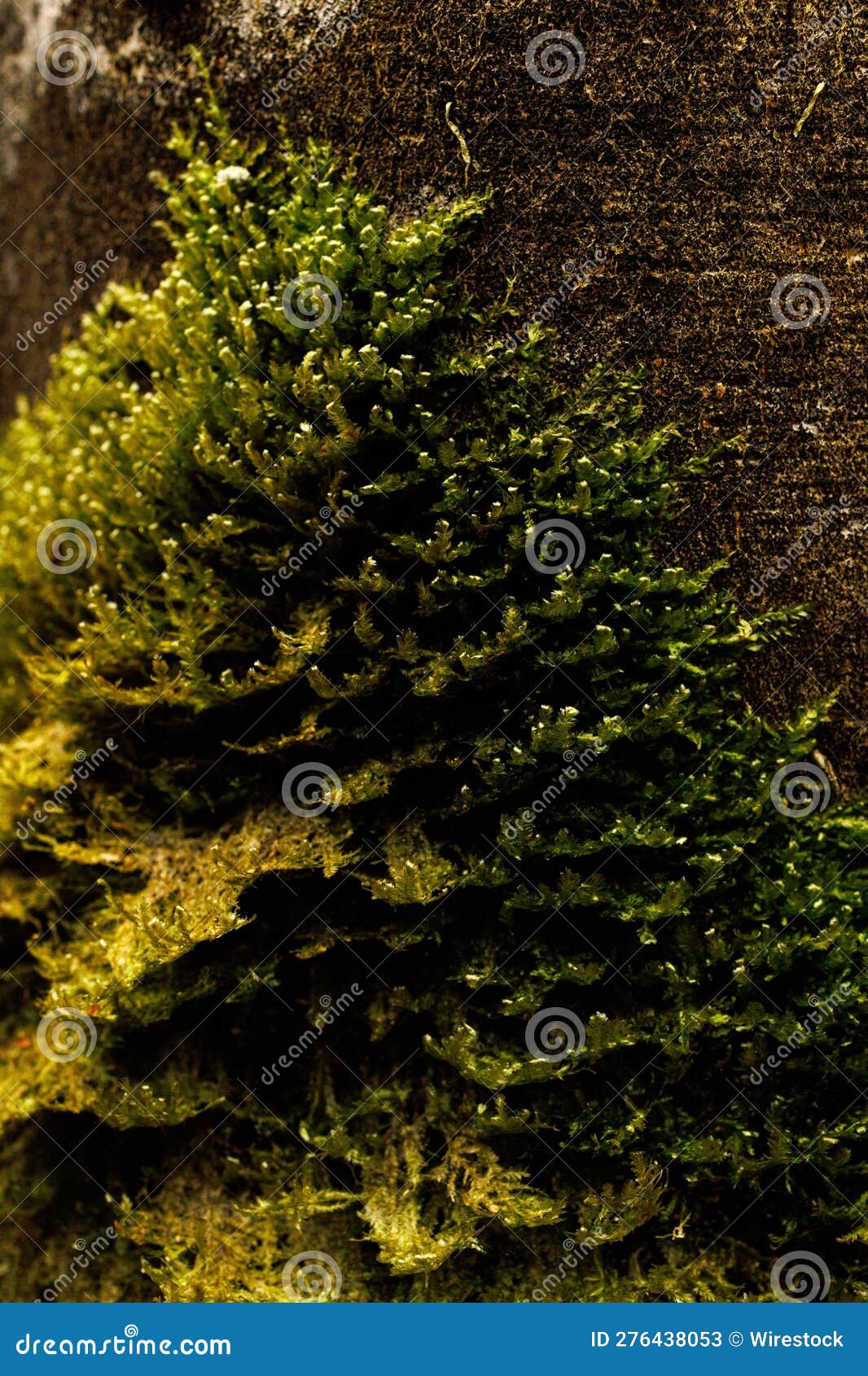 Aged Evergreen Tree with a Weathered Bark Texture, Partially Covered in ...