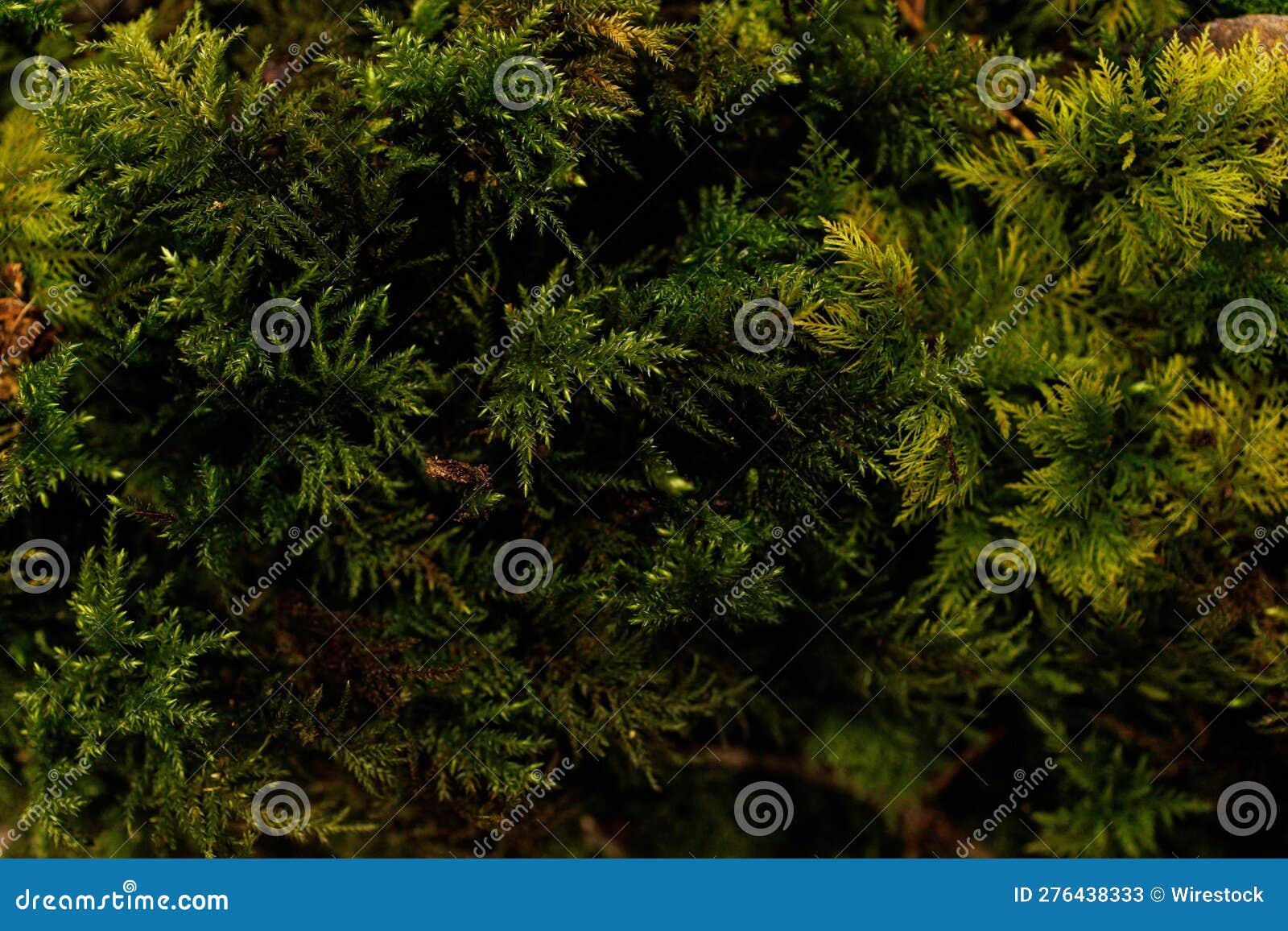 Aged Evergreen Tree with a Weathered Bark Texture, Partially Covered in ...