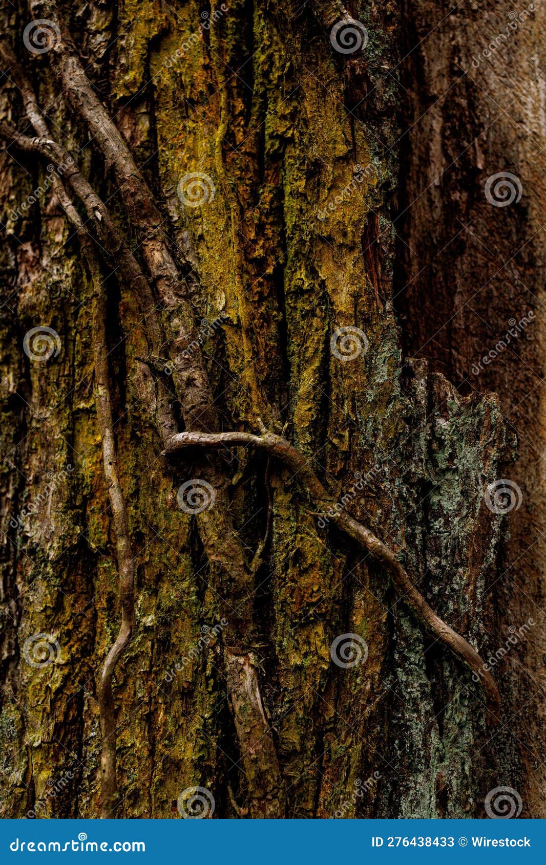 Aged Evergreen Tree with a Weathered Bark Texture, Partially Covered in ...
