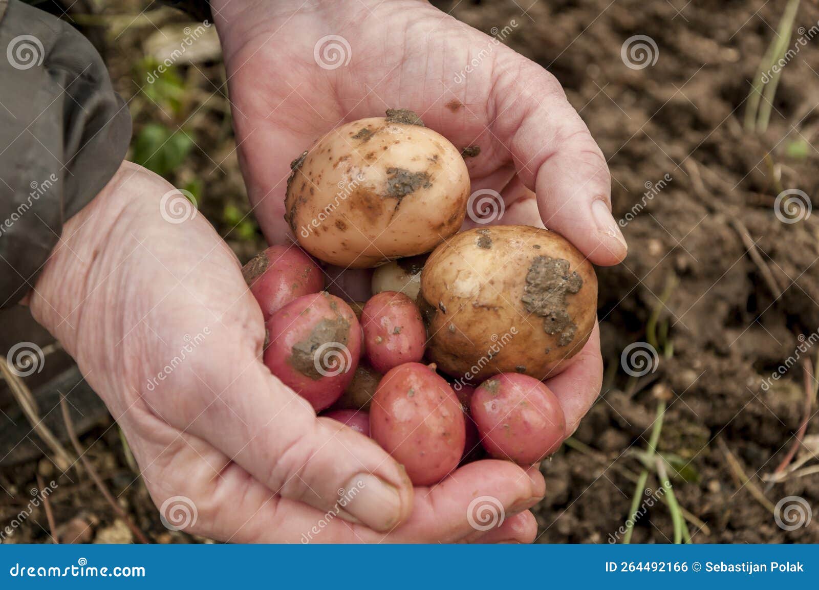 Aged Hands Holding Freshly Digged Up Potatoes - 8115 Stock Photo ...
