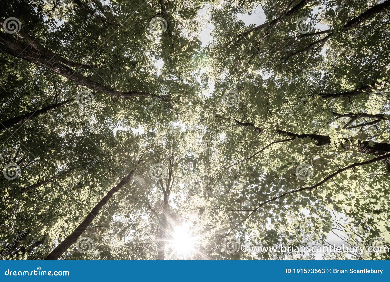 Aged Image Effect Green Forest Canopy Overhead Stock Image - Image of ...