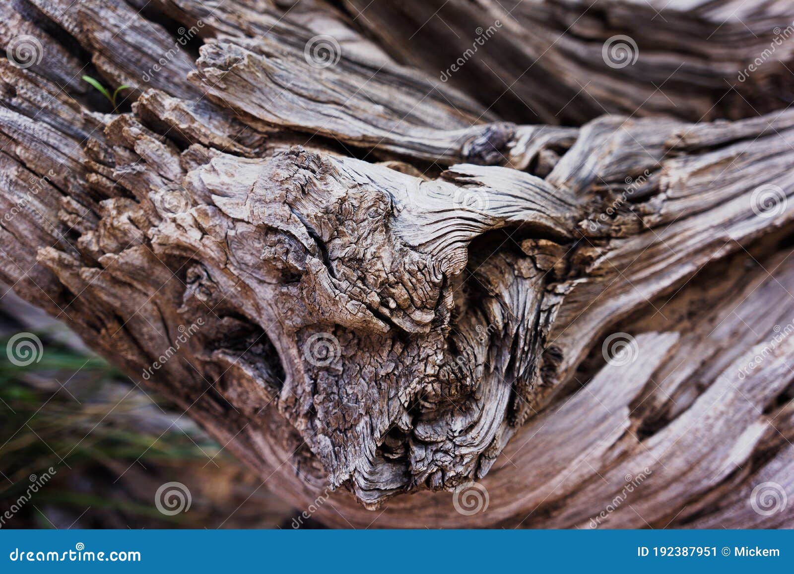 Aged Log Wood Texture stock image. Image of mystery - 192387951