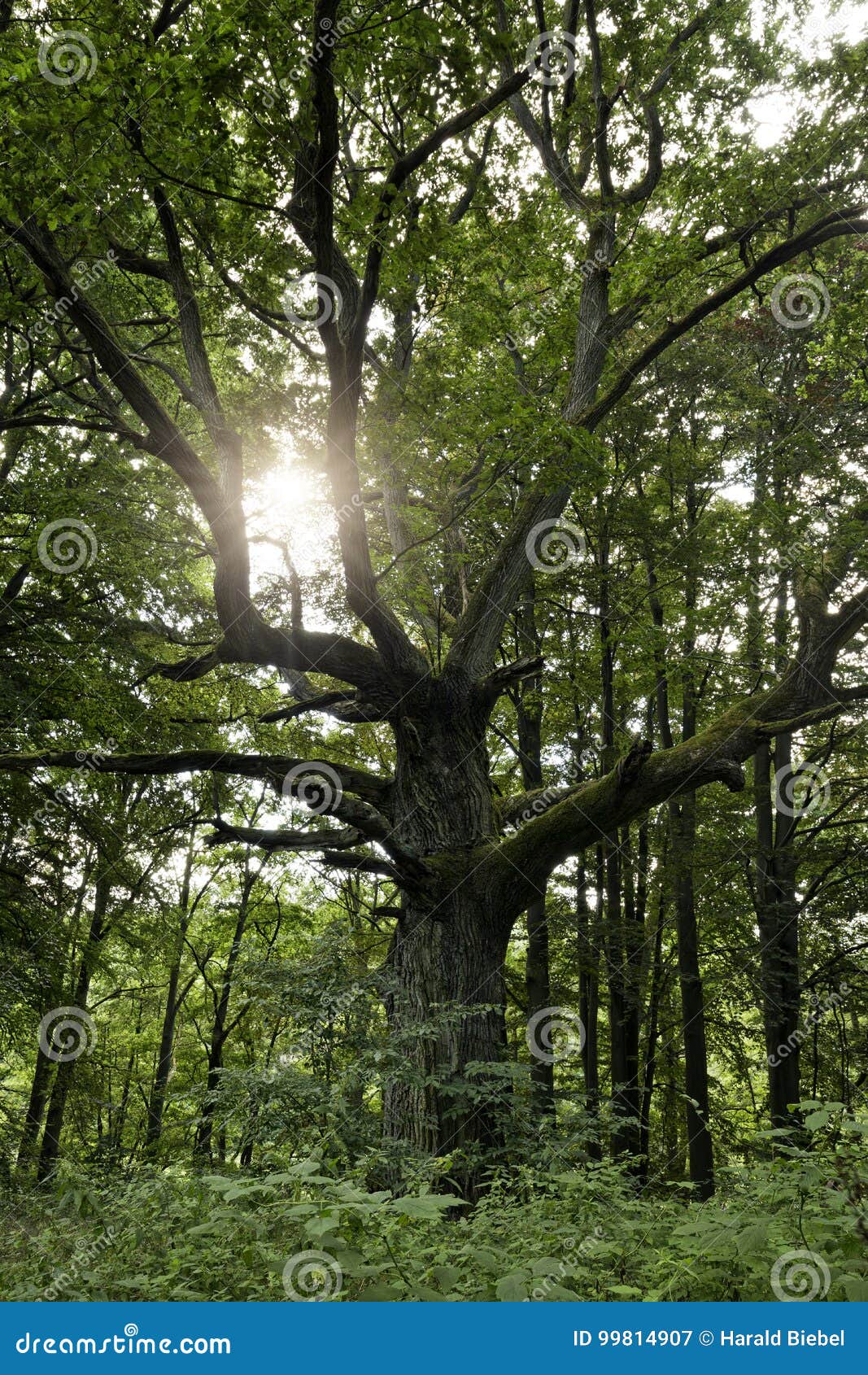 Leafless oak tree stock image. Image of woods, natural - 99814907