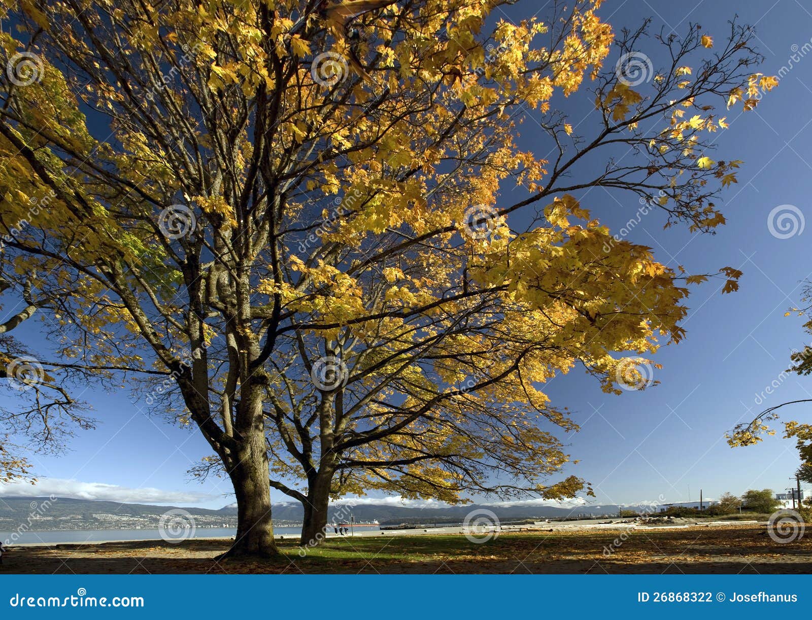 Aged strong tree stock photo. Image of fall, leaves, nature - 26868322