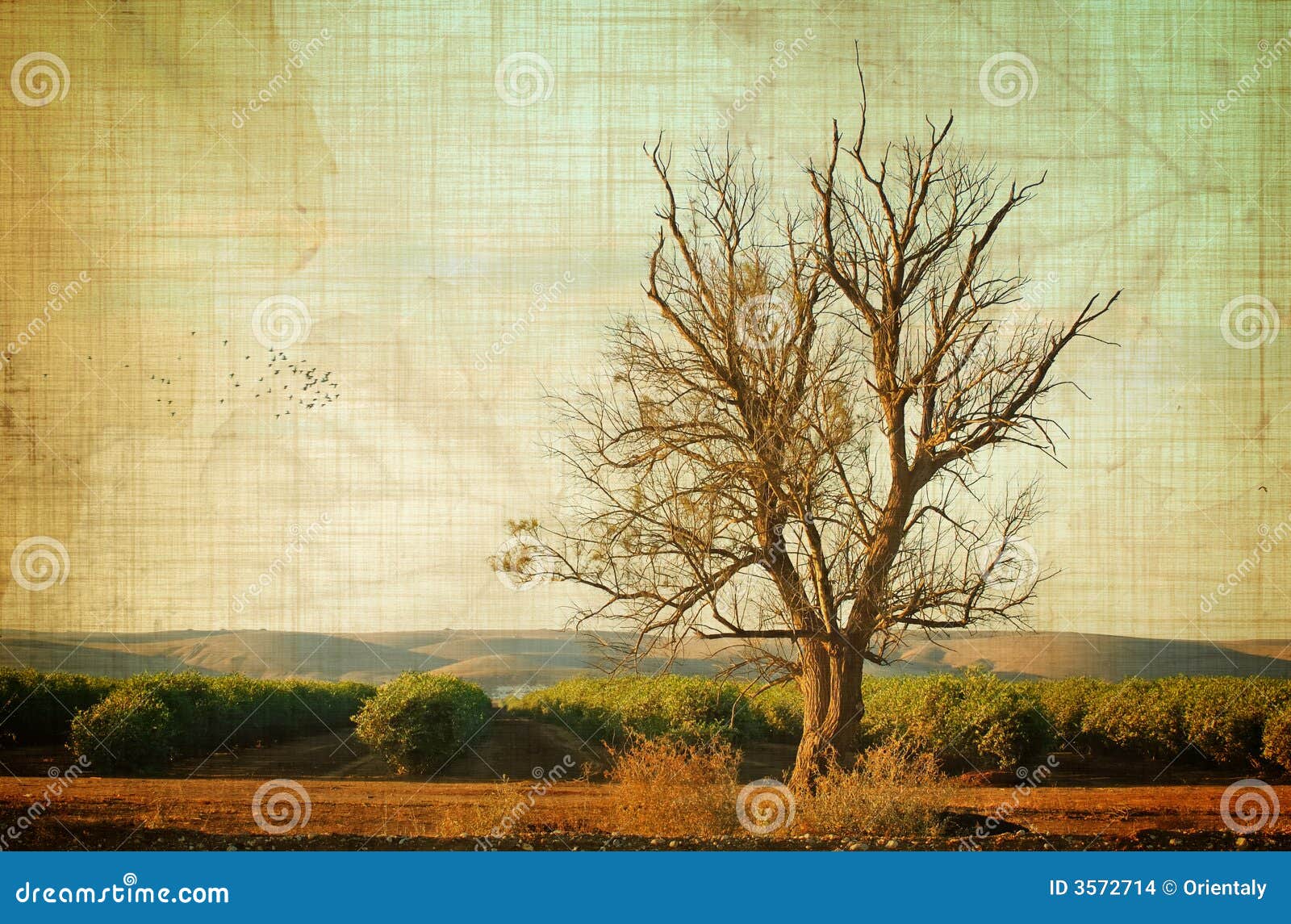 Aged tree stock photo. Image of agriculture, vintage, grungy - 3572714