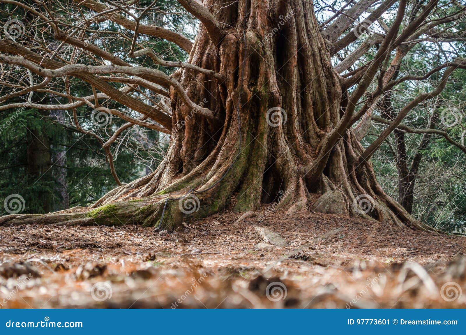 Aged tree base stock image. Image of branch, lower, trunk - 97773601