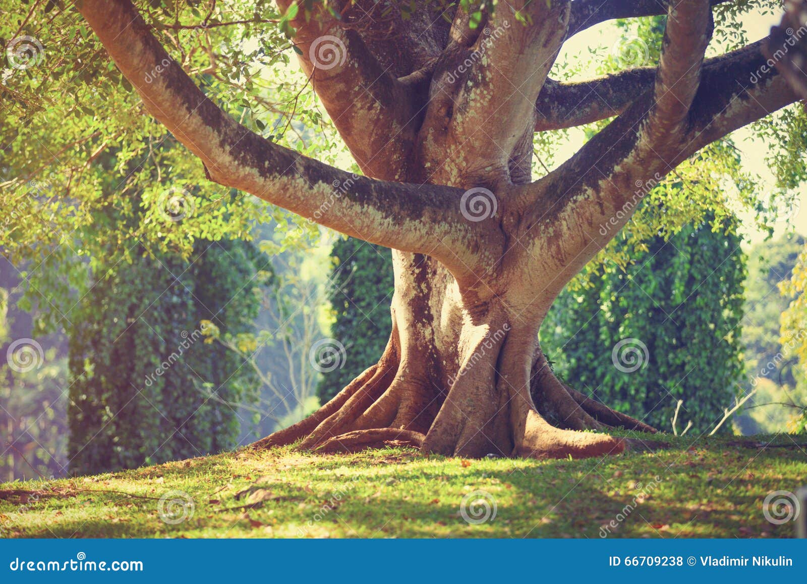 Aged tree in the park, stock photo. Image of beauty, branch - 66709238